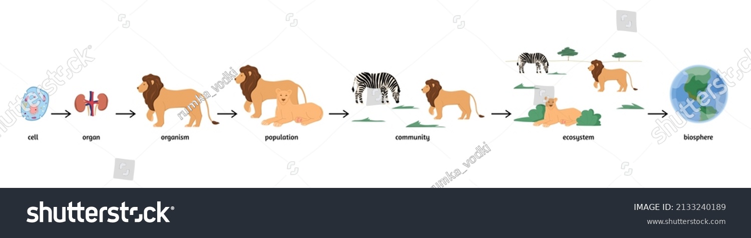 Biological Hierarchy Ecosystem Infographics Flat Vector Stock Vector ... Biological Hierarchy Ecosystem Infographics Flat Vector Stock Vector ...