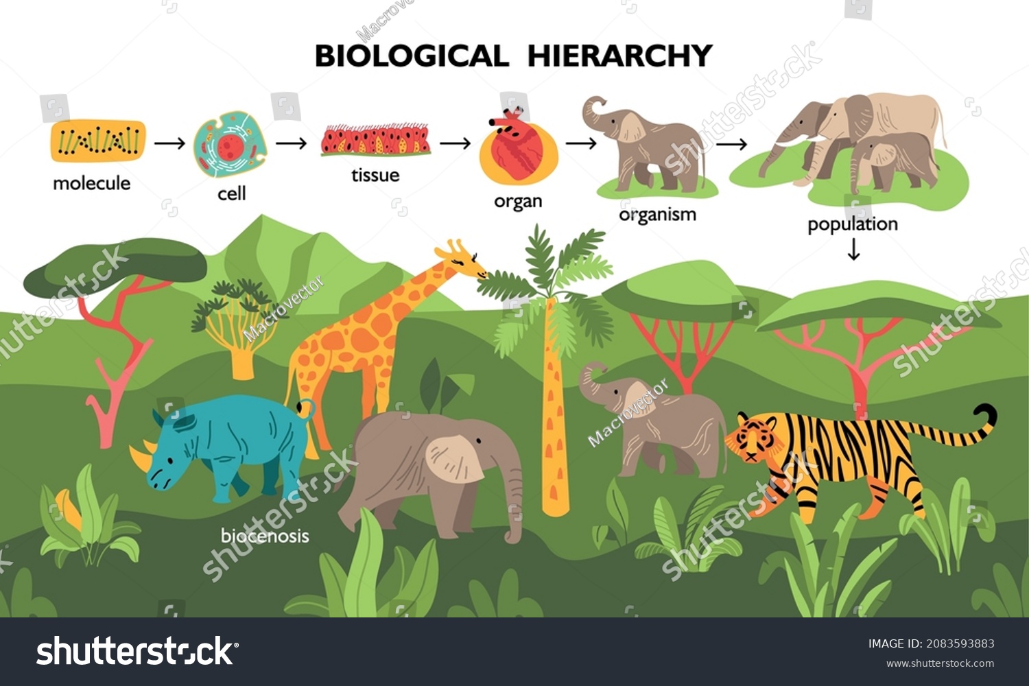 Biological Hierarchy Composition Wild Landscape Background Stock Vector ... Biological Hierarchy Composition Wild Landscape Background Stock Vector ...