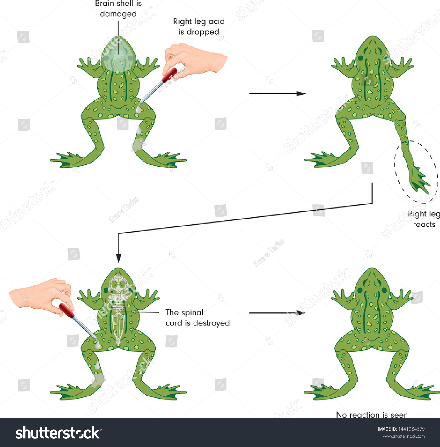 913 Frog motion Images, Stock Photos & Vectors | Shutterstock