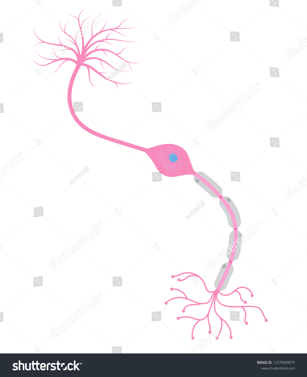 Bipolar Neuron Cell Stock Vector (Royalty Free) 1227969874