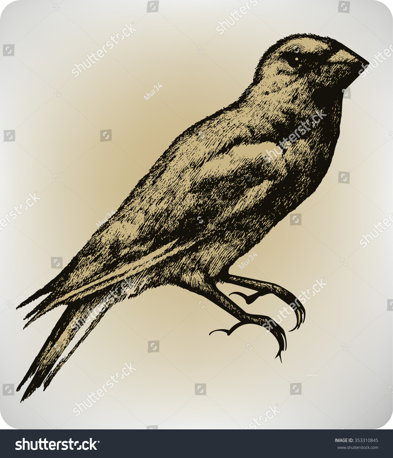 Bird Hand Drawing Vector Illustration Stock Vector (Royalty Free) 353310845