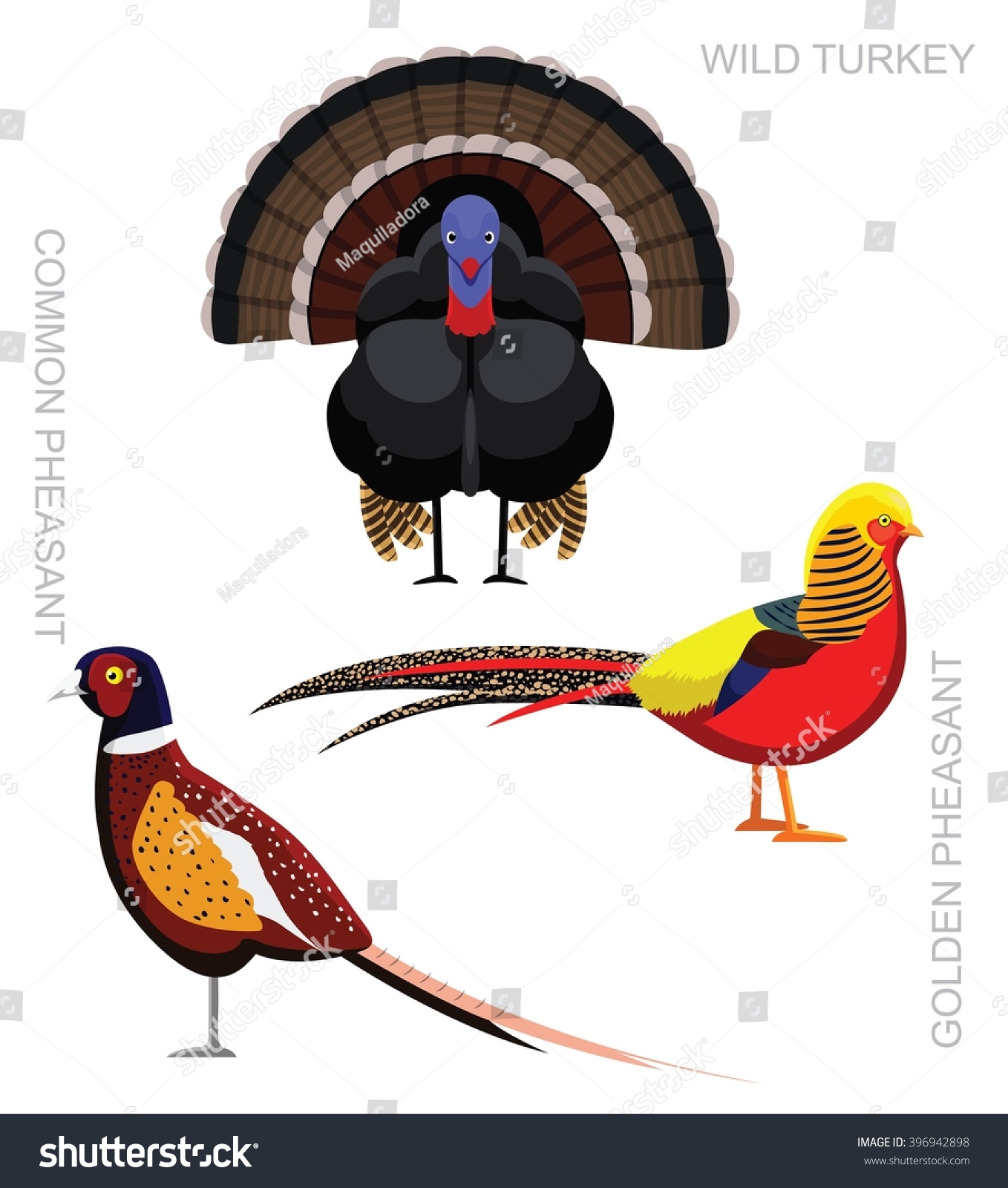 Bird Pheasant Set Cartoon Vector Illustration Stock Vector (Royalty ...