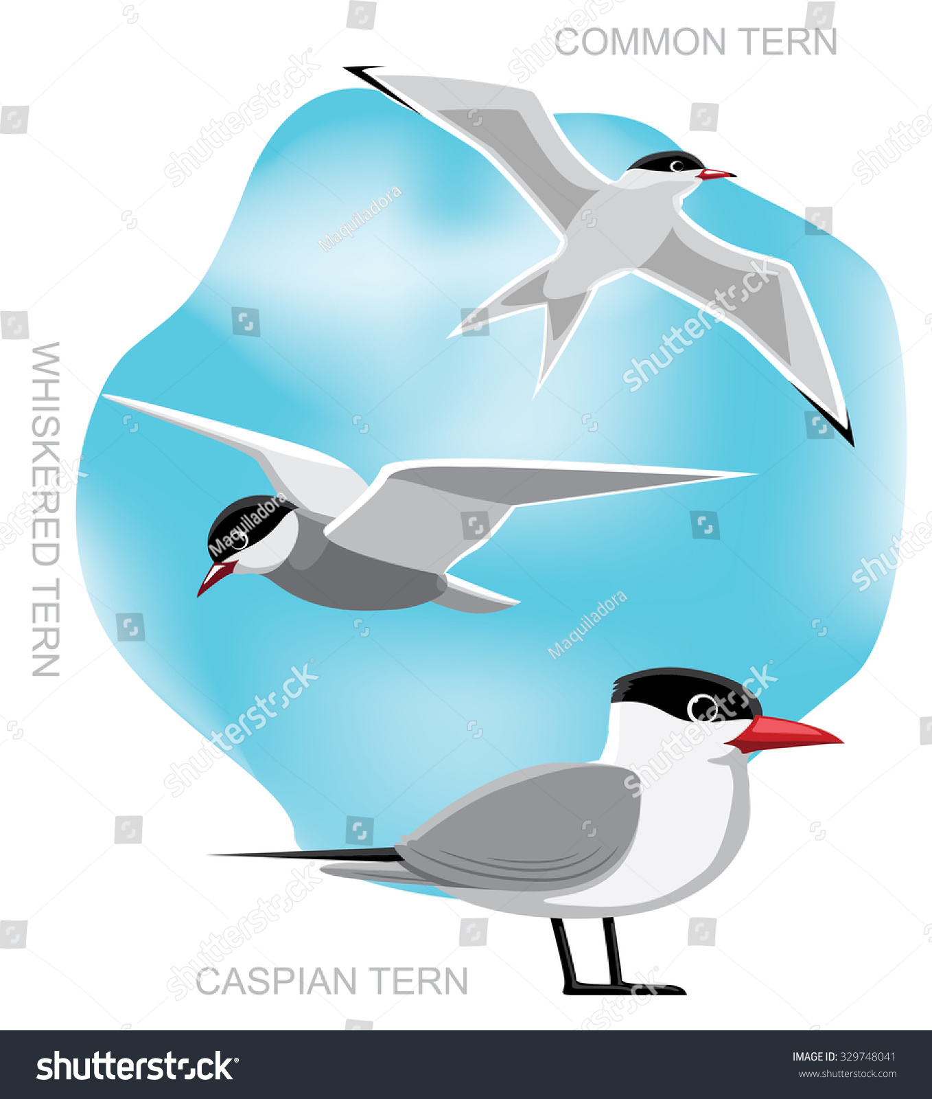 Bird Tern Set Cartoon Vector Illustration Stock Vector (Royalty Free ...