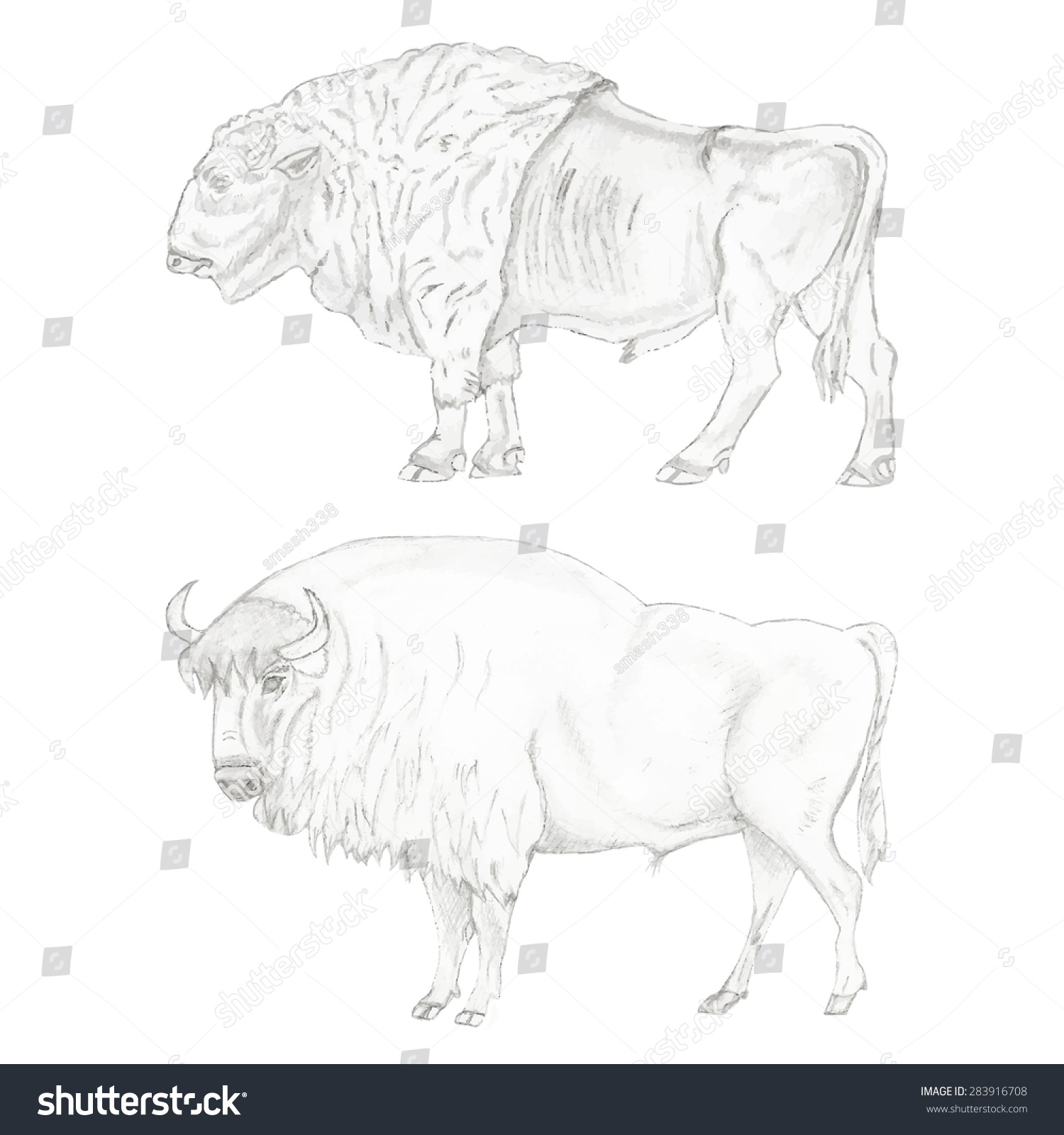 Bison Sketch Set Vector Illustration Stock Vector (Royalty Free) 283916708