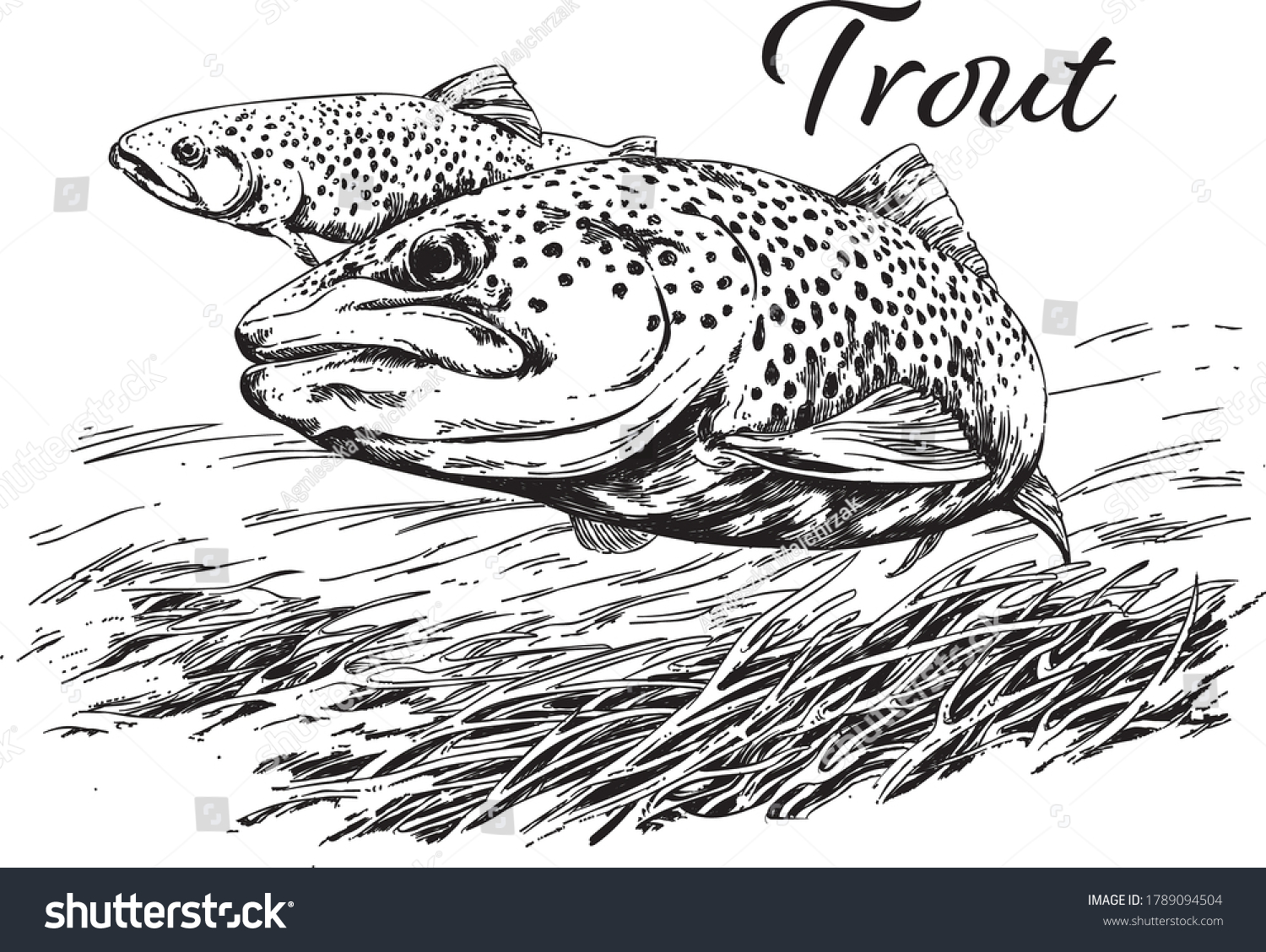 Black White Vector Trout Fish Stock Vector (Royalty Free) 1789094504 ...