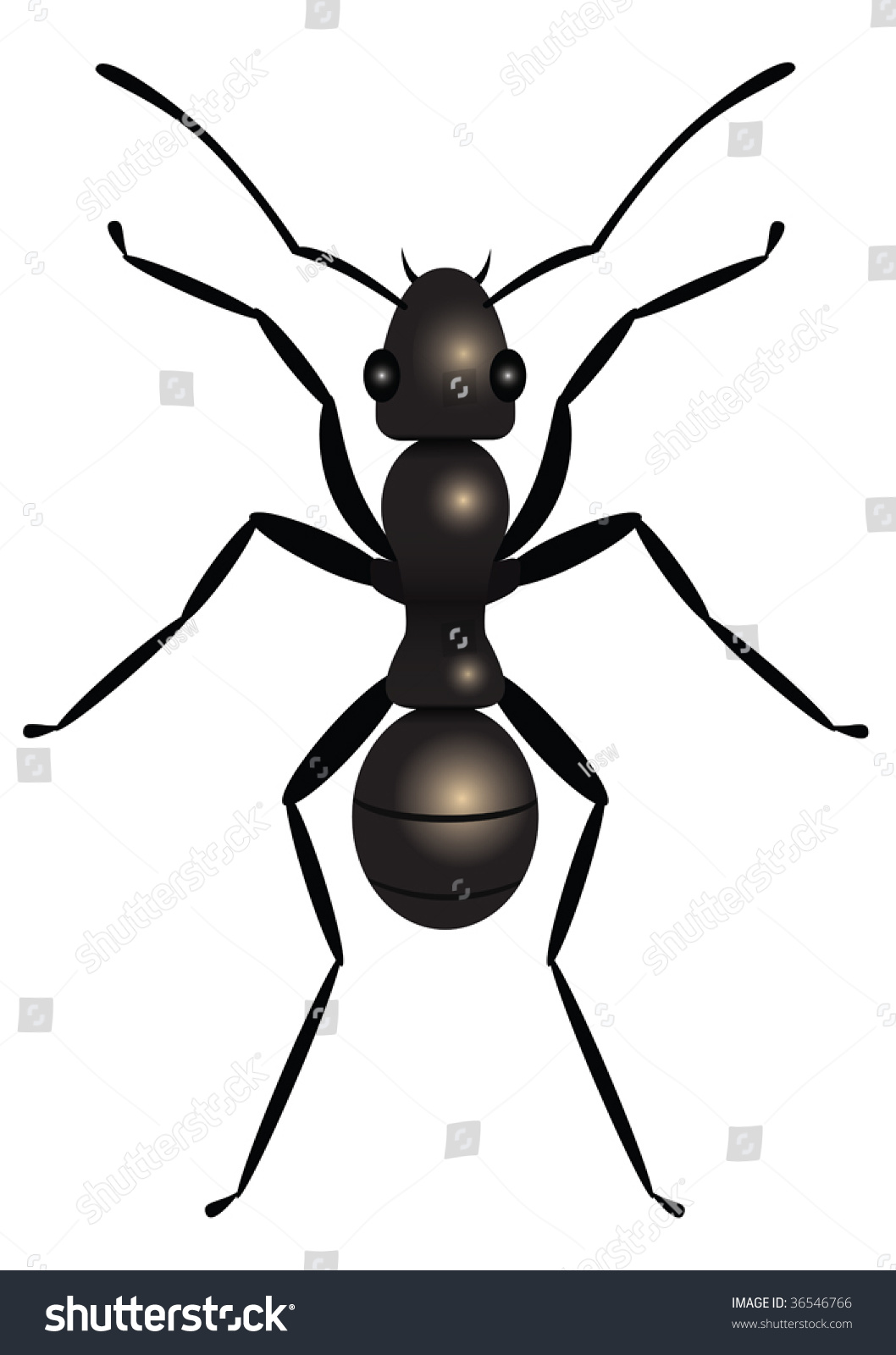 Black Ant Top View Illustration Stock Vector (Royalty Free) 36546766 ...