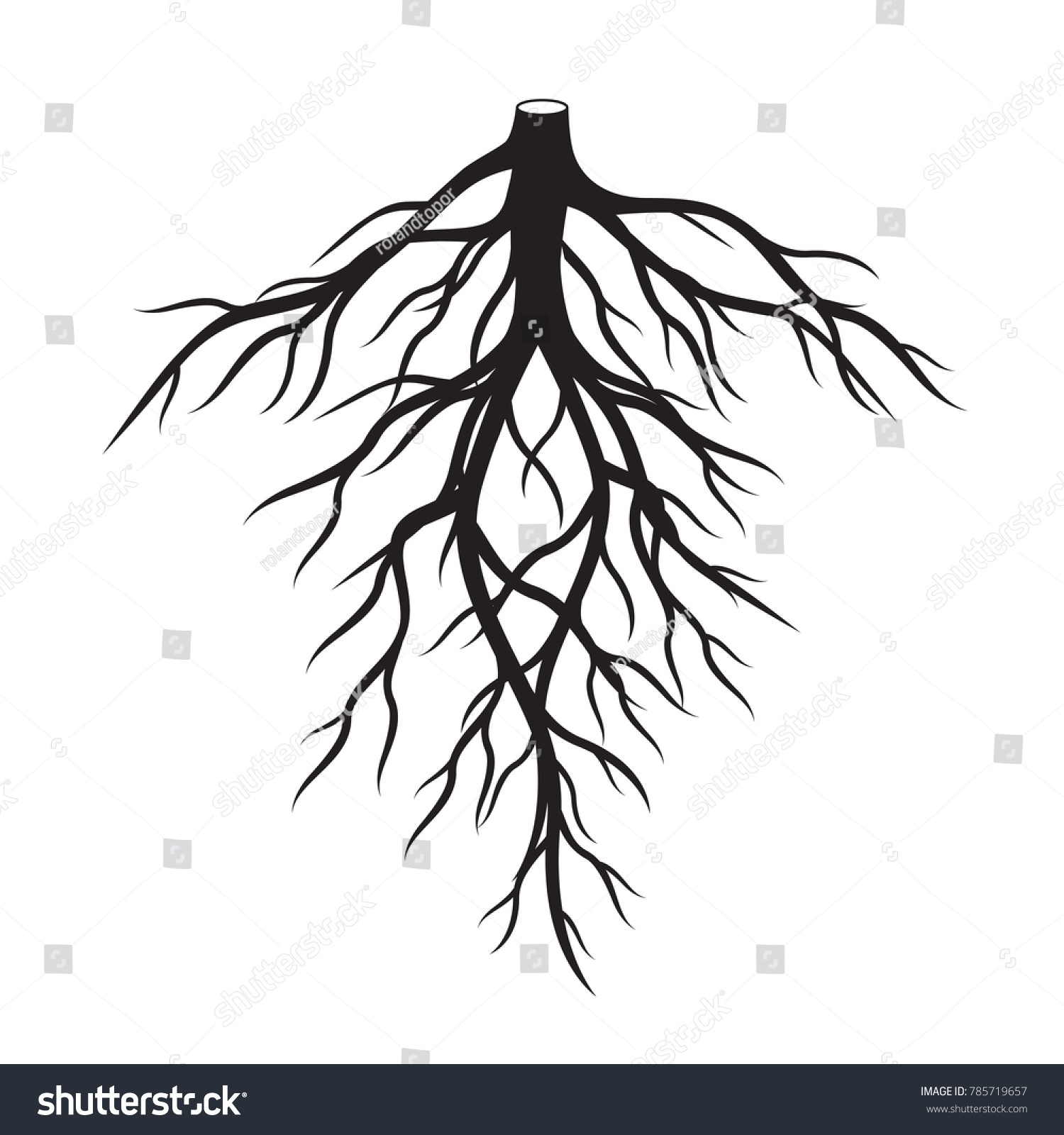 Black Roots Vector Illustration Stock Vector (Royalty Free) 785719657 ...