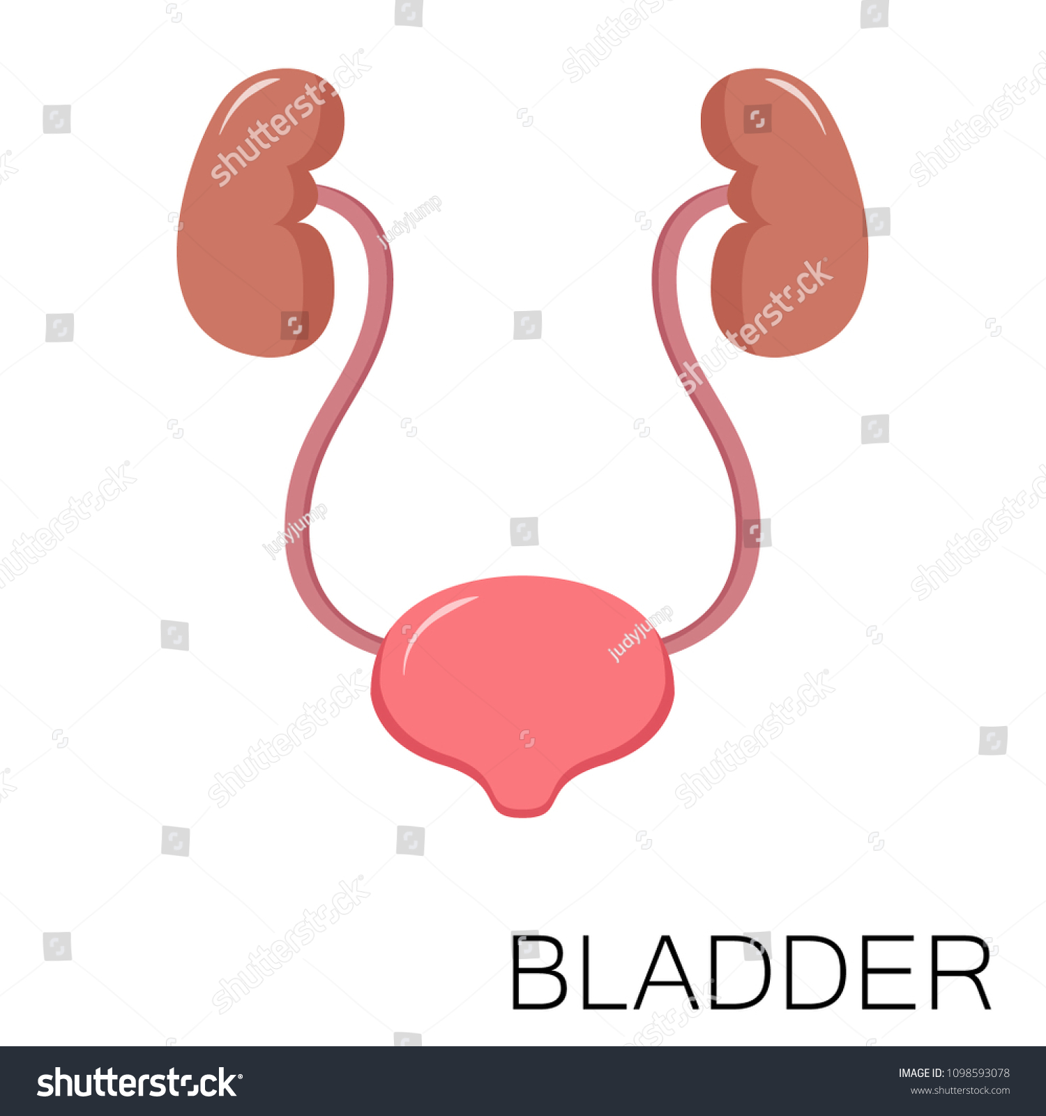 Bladder Cartoon Vector Free Space Text 库存矢量图（免版税）1098593078 | Shutterstock