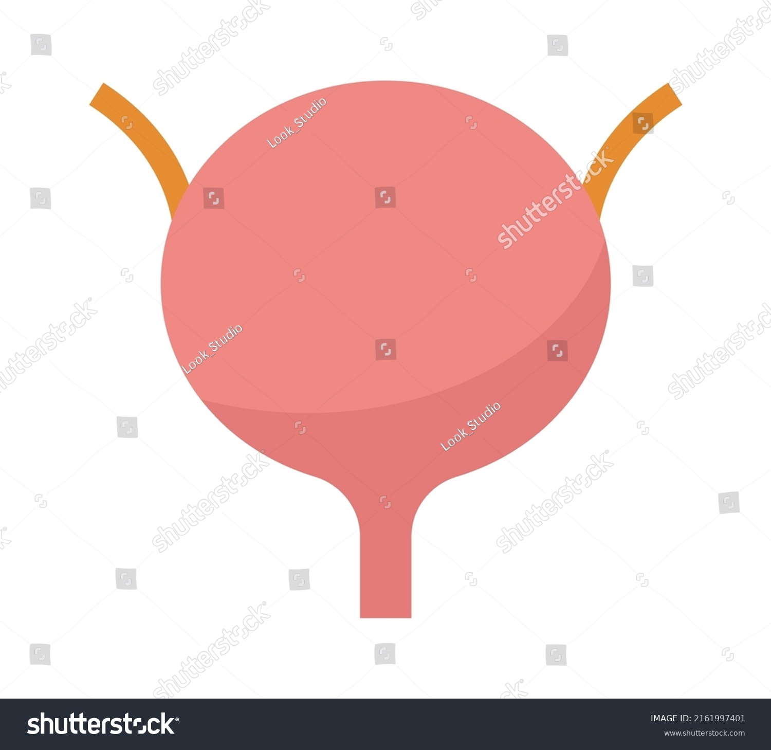Bladder Human Organ Vector Illustration Stock Vector (Royalty Free ...