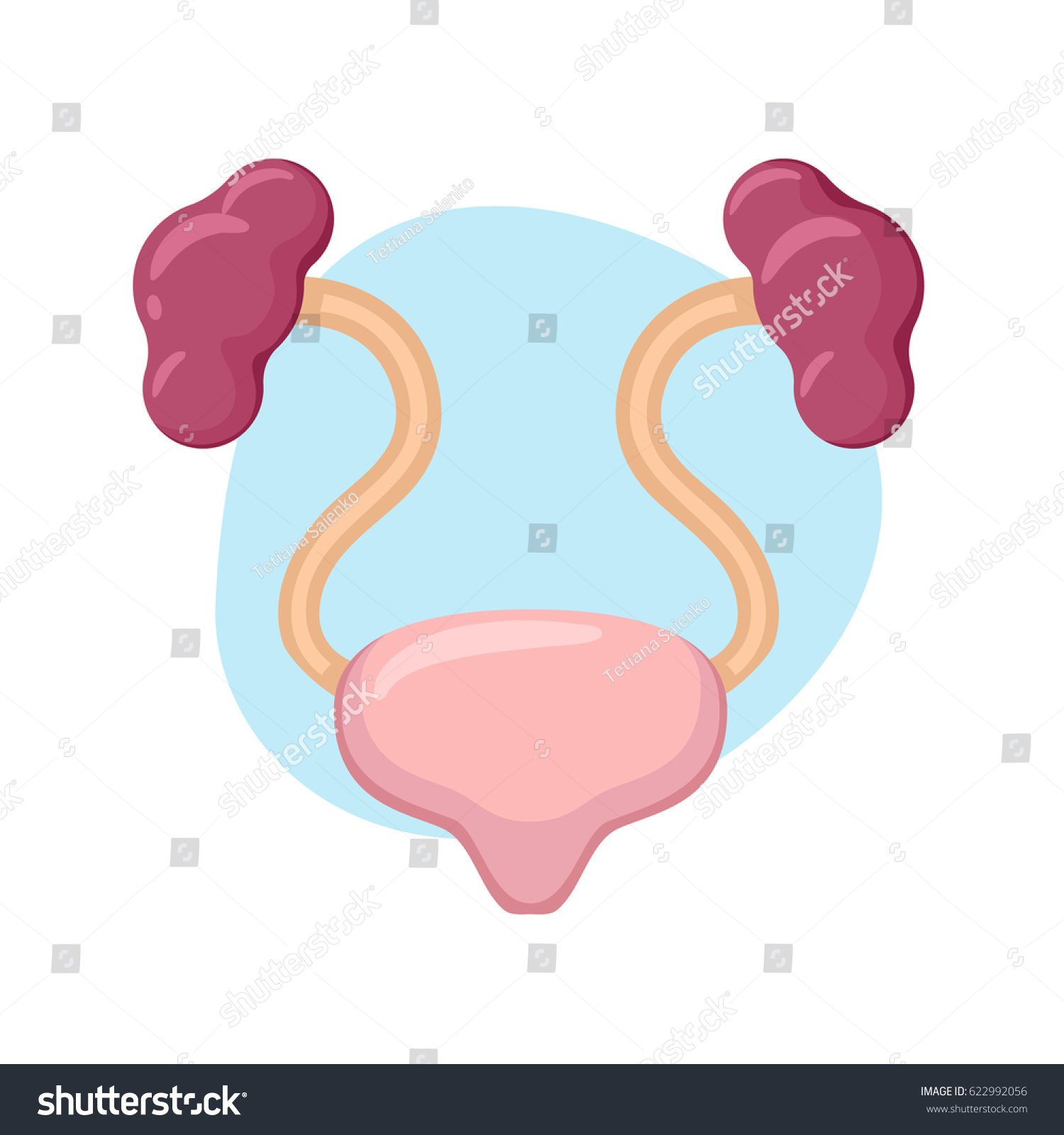Bladder Illustration Human Internal Organs Vector: เวกเตอร์สต็อก (ปลอด ...