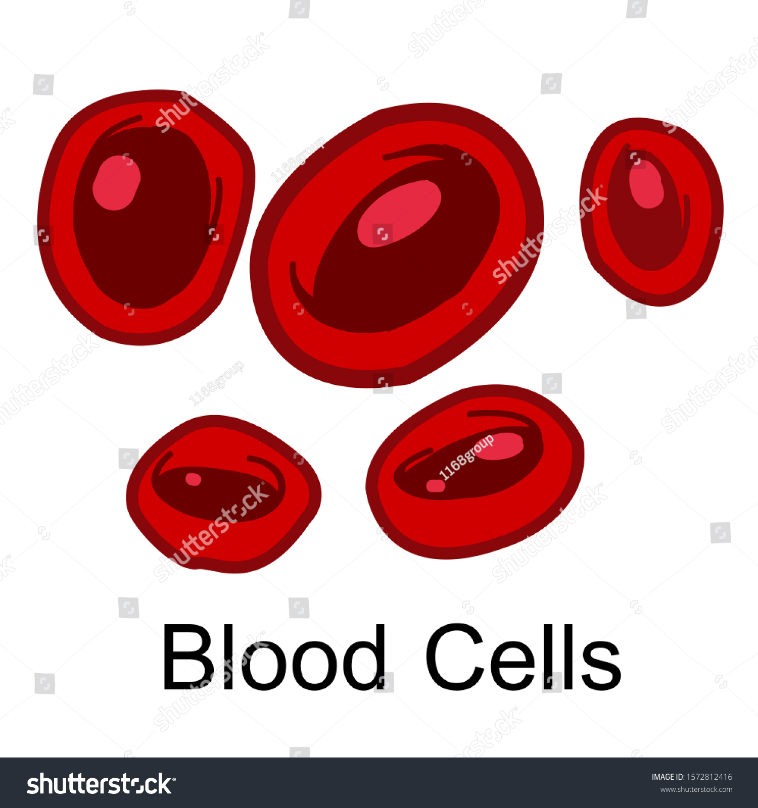 Blood Cell Vector Isolated White Background Stock Vector (Royalty Free ...