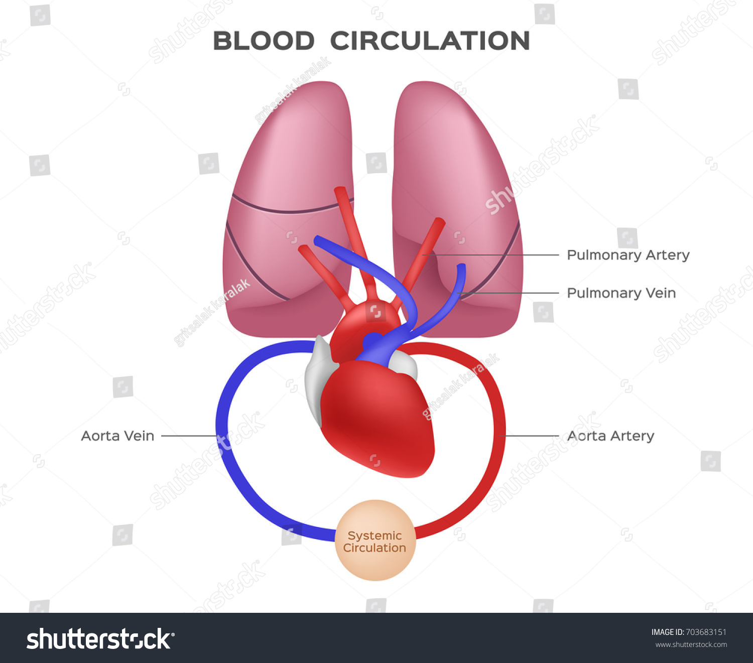 Blood Circulation Vector Anatomy Concept: เวกเตอร์สต็อก (ปลอดค่า ...