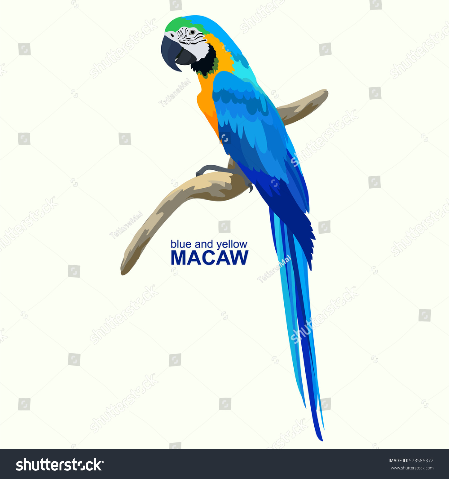Blue Yellow Macaw Vector Illustration Stock Vector (Royalty Free ...