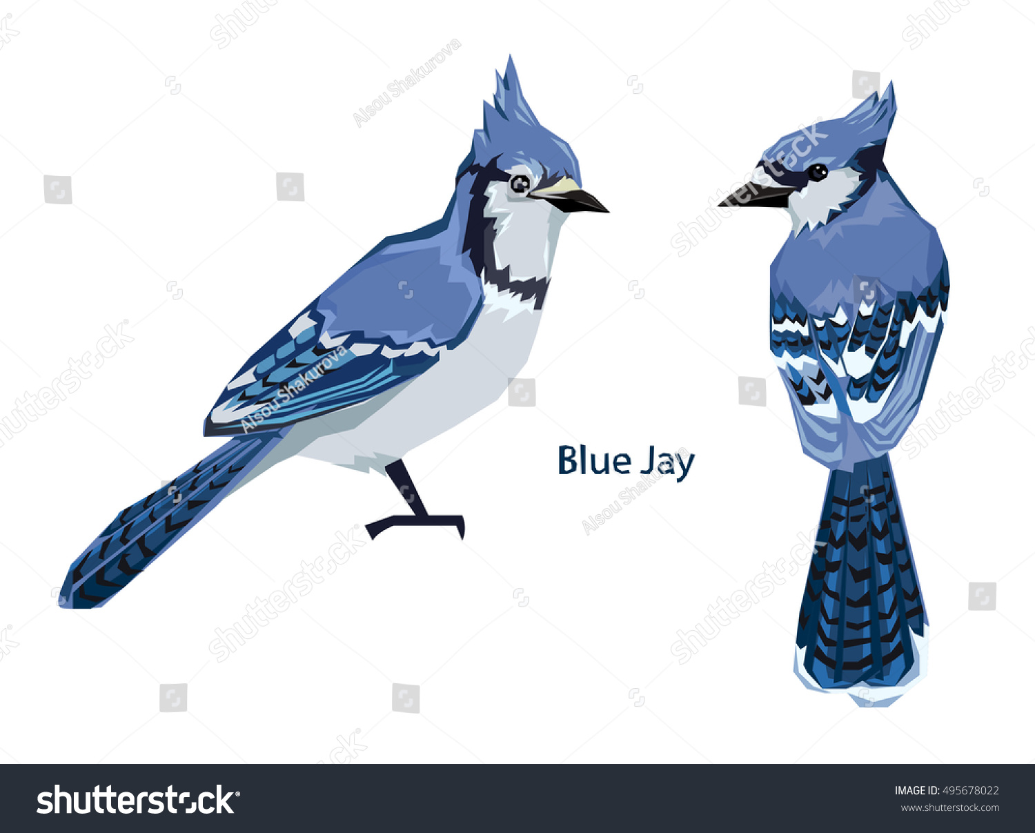 Blue Jay Bird Vector Illustration Bird: vector de stock (libre de ...