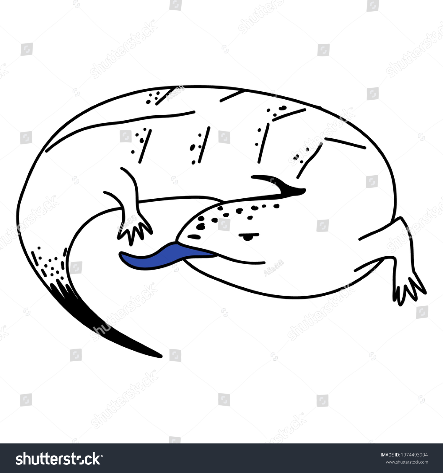 8 Bluetongued lizard Stock Illustrations, Images & Vectors | Shutterstock