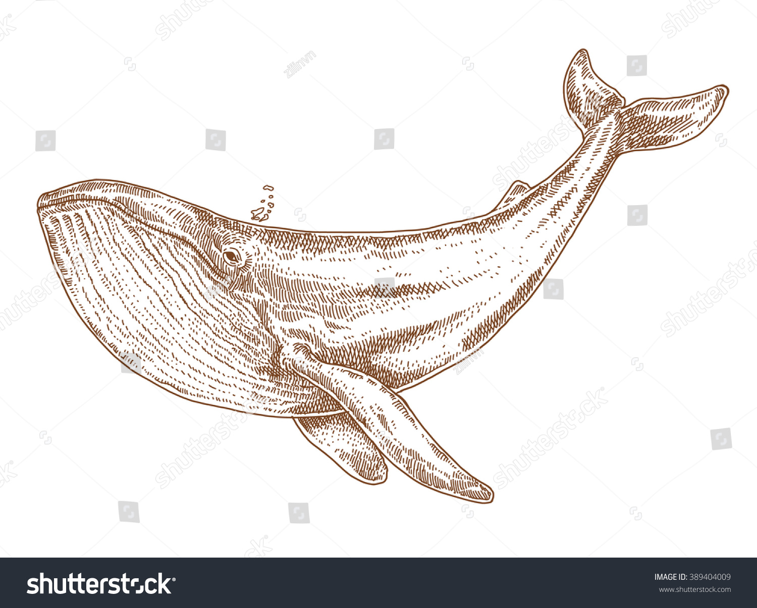Blue Whale Hand Drawn Vector Illustration Stock Vector (Royalty Free ...