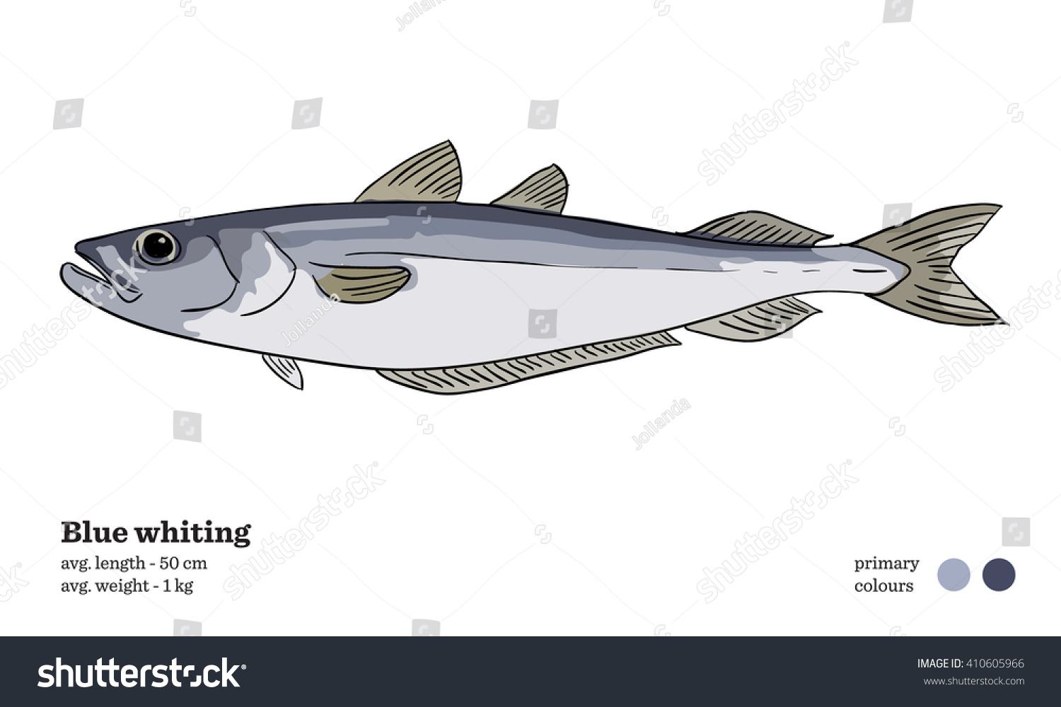 Blue Whiting Fish Vector Illustration Stock Vector (Royalty Free) 410605966