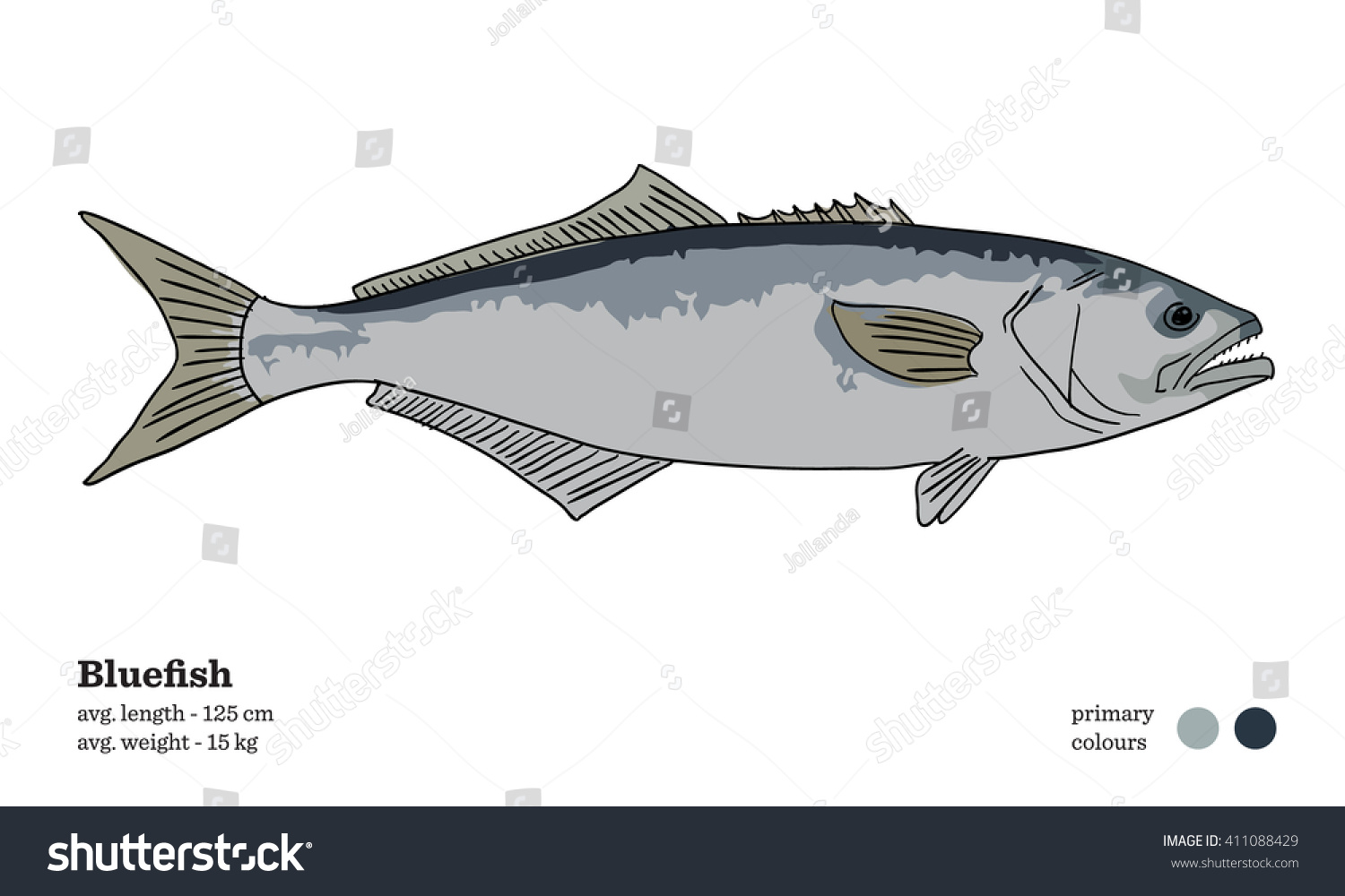 Bluefish Vector Illustration: vector de stock (libre de regalías ...