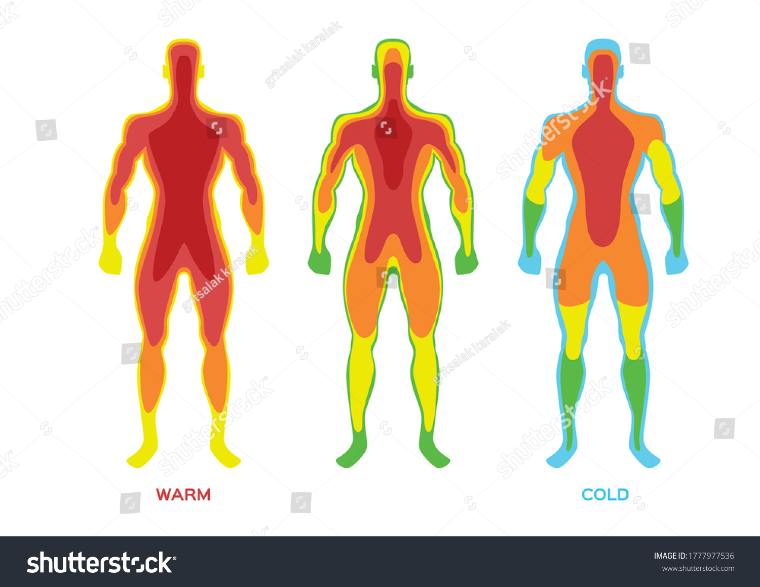 Body Temperature Vector Warm Cold On Stock Vector (Royalty Free) 1777977536