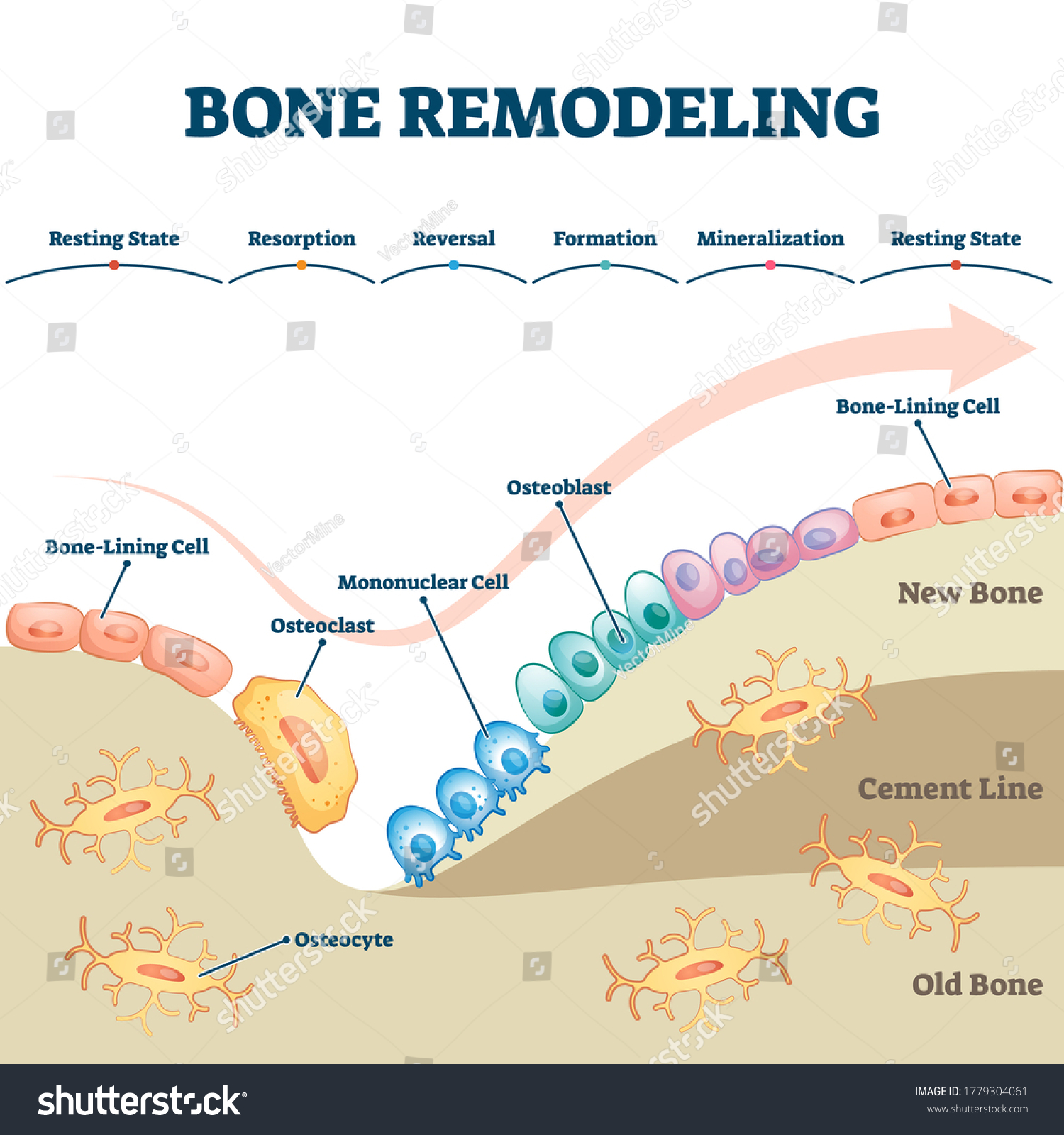 Osteocyte formation Images, Stock Photos & Vectors | Shutterstock
