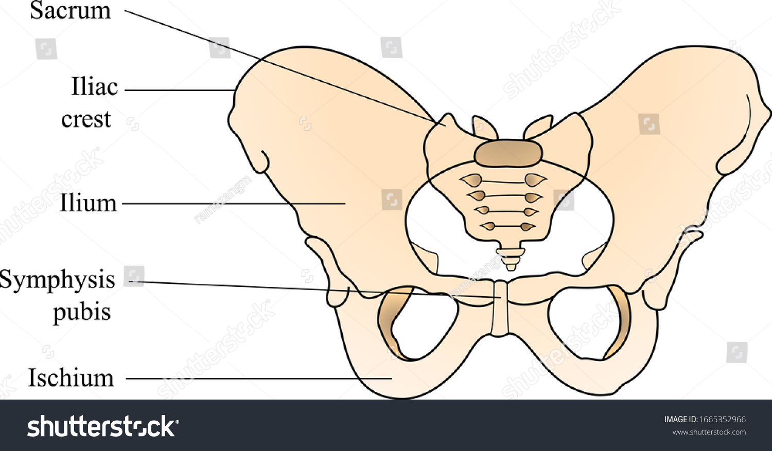 Bones Pelvic Girdle Human Pelvic Bone Stock Vector Royalty Free