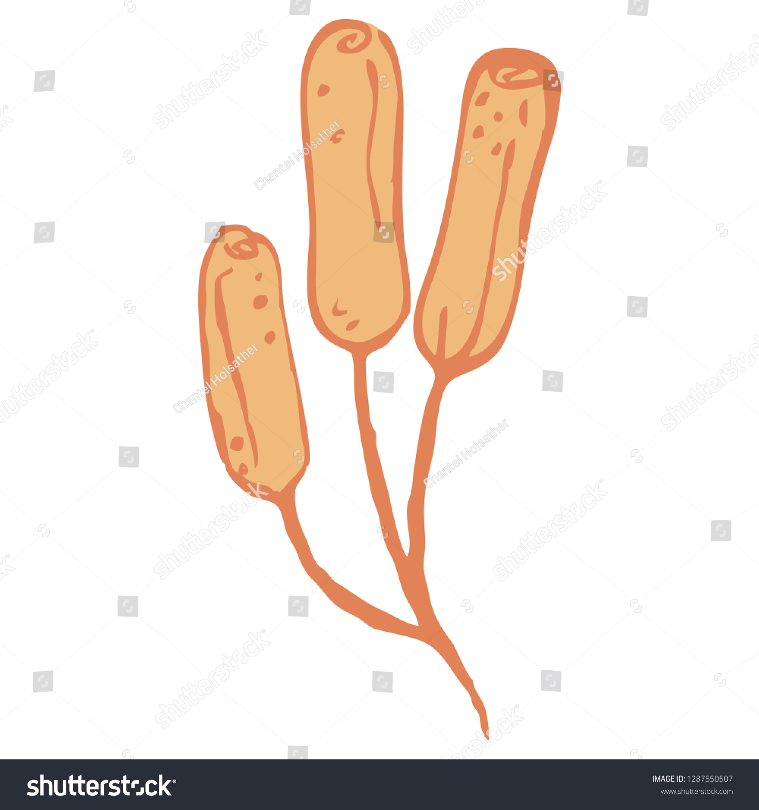 Botanical Cattails Doodle 1 Stock Vector (Royalty Free) 1287550507