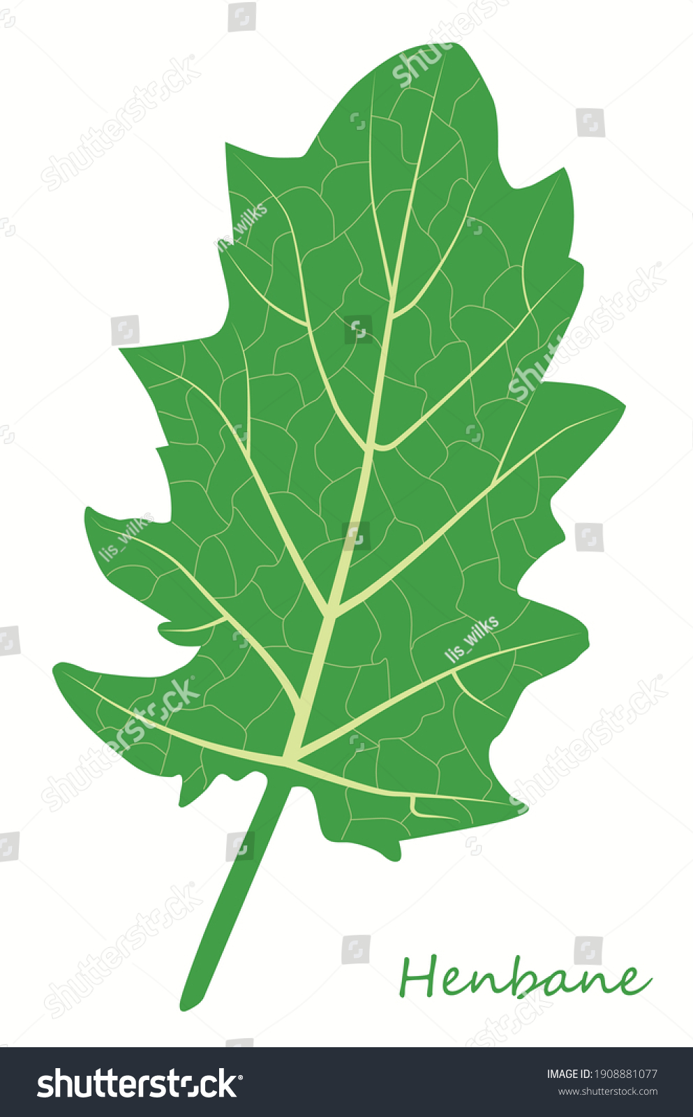 Botanical Drawing Henbane Leaf On White Stock Vector (Royalty Free ...