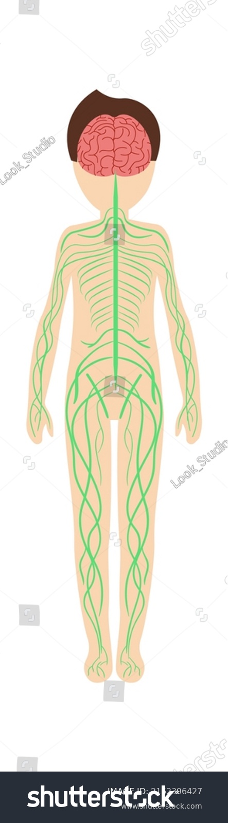 Boy Nervous System Anatomy Vector Illustration Stock Vector (Royalty ...