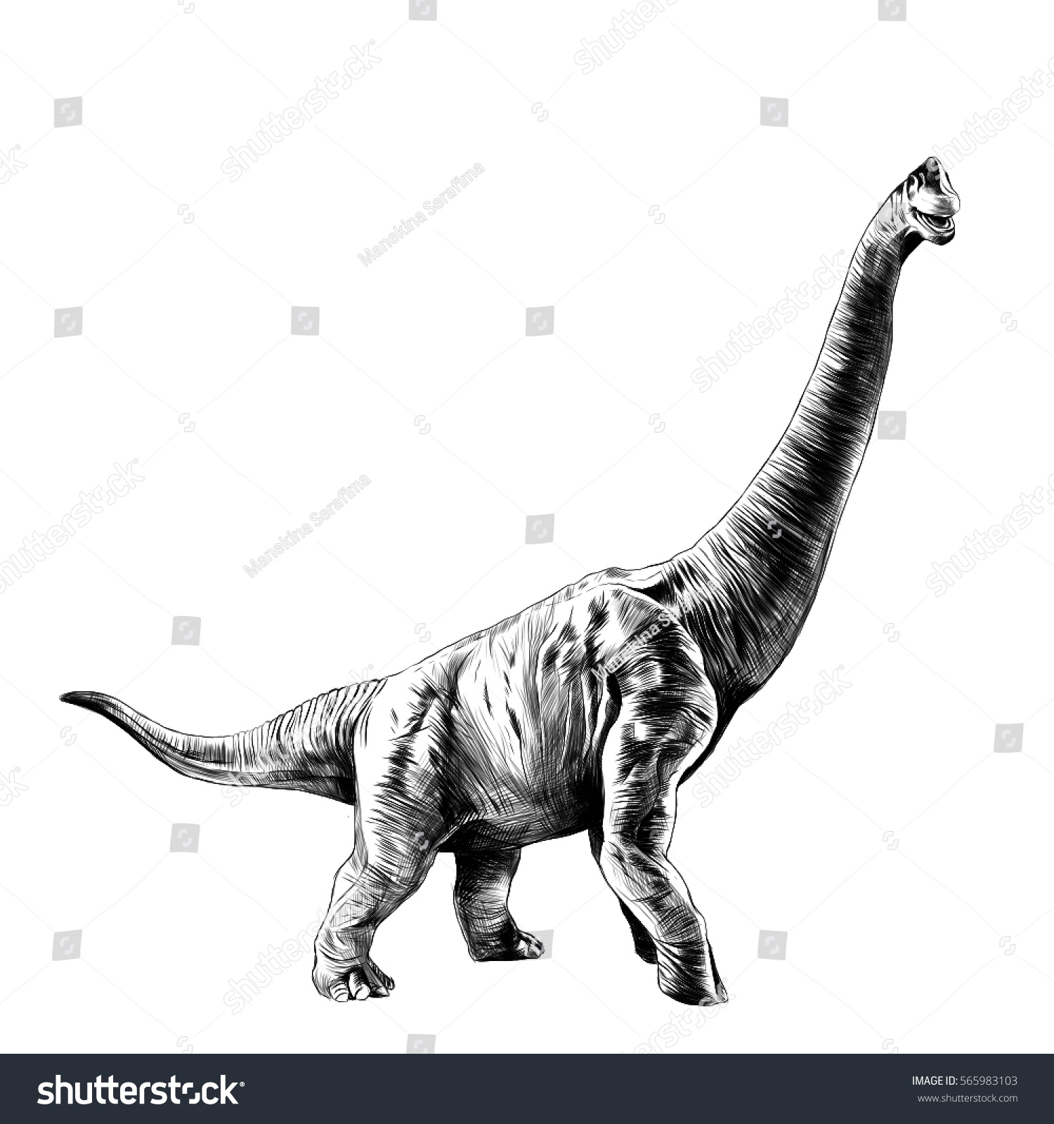 Brachiosaurus Dinosaur Sketch Vector: เวกเตอร์สต็อก (ปลอดค่าลิขสิทธิ์ ...