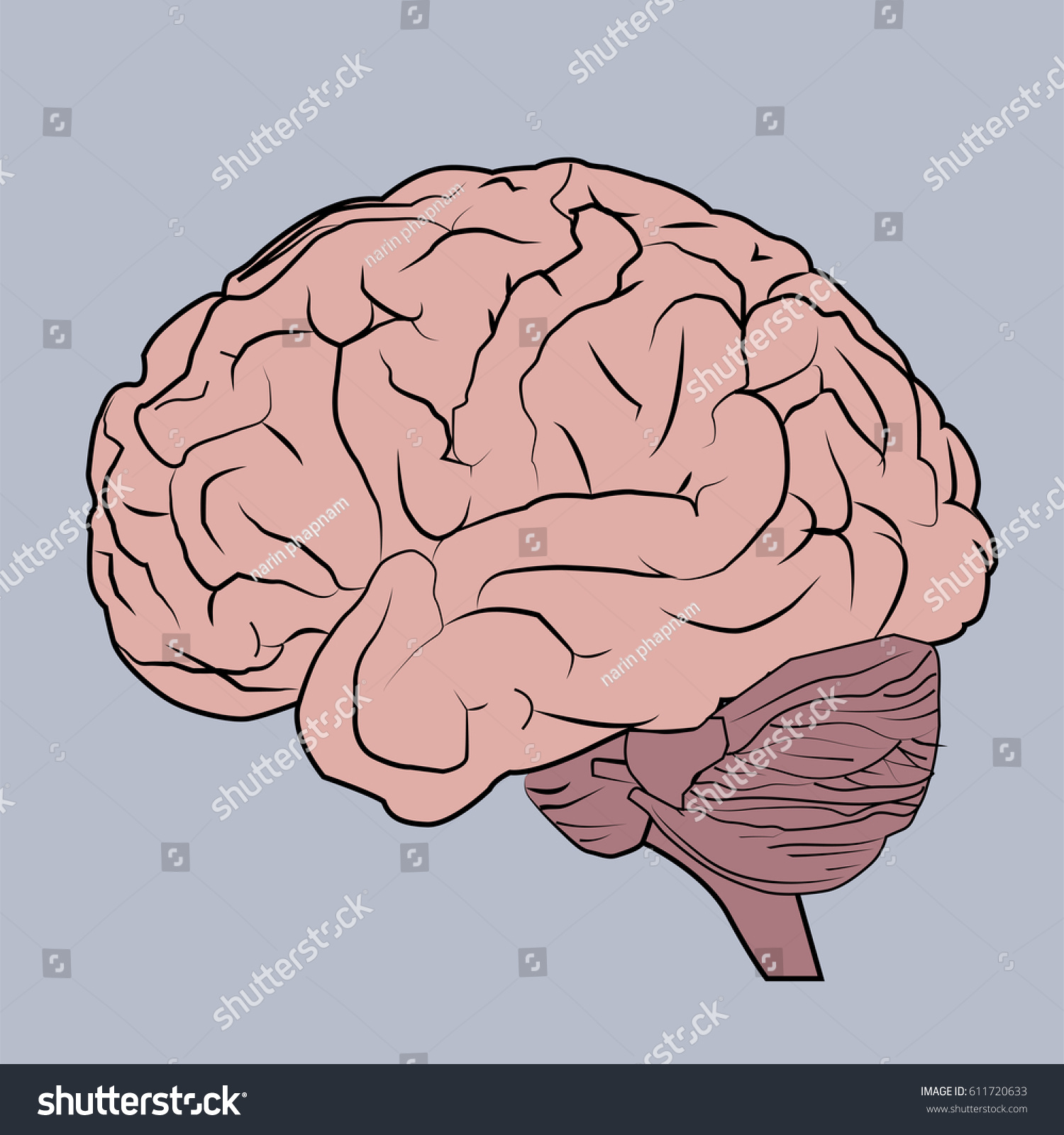 Vektor Stok Brain Anatomy Human Side View Vector (Tanpa Royalti ...