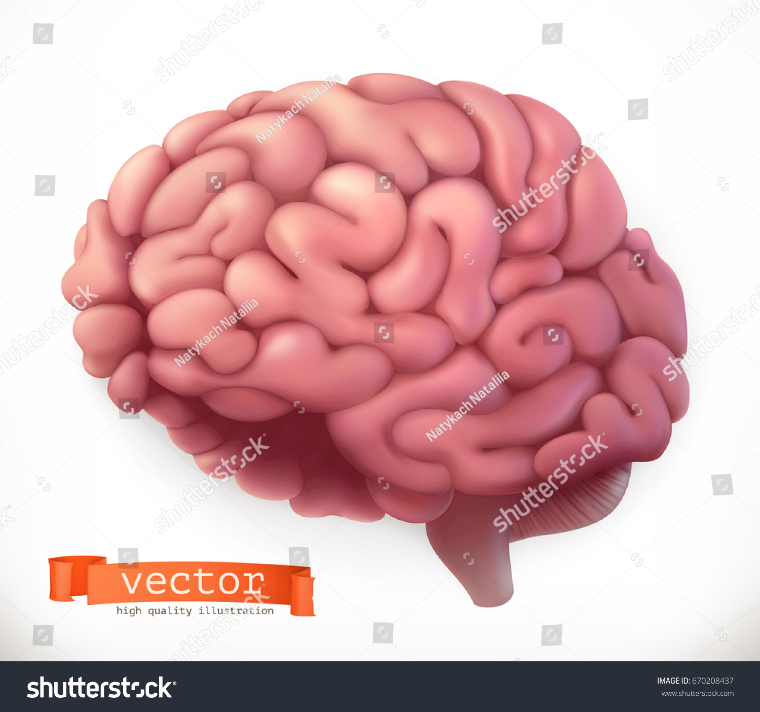 5,995 Brain realistic Images, Stock Photos & Vectors | Shutterstock