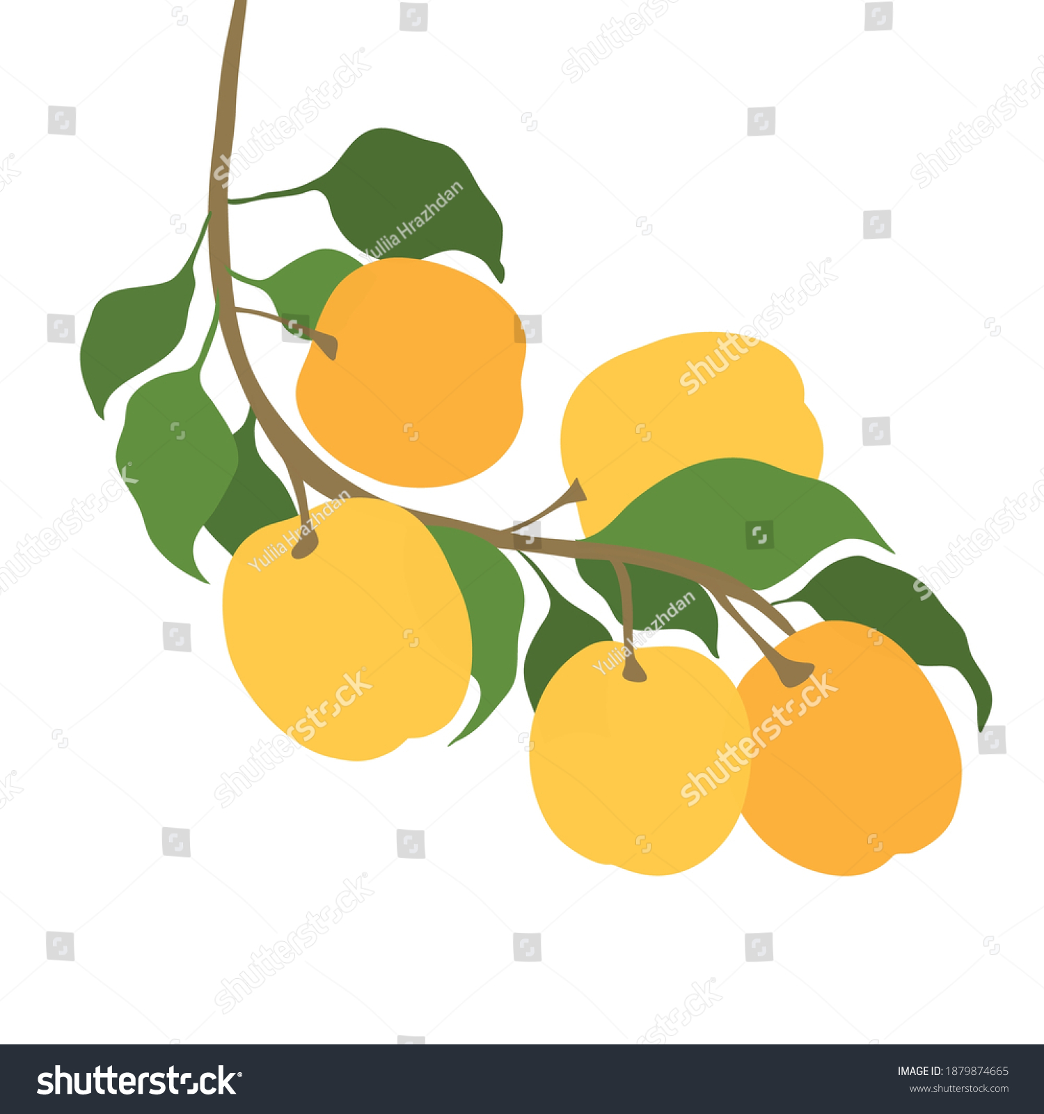Branch Apricots Vector Illustration Stock Vector (Royalty Free ...