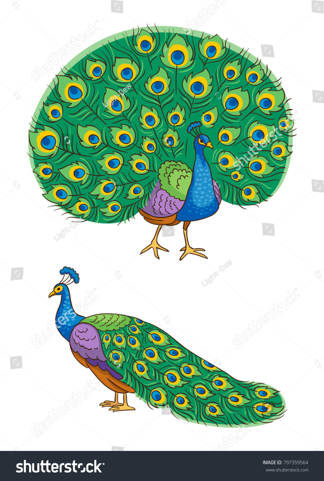 Bright Peacock Front Side View Vector Stock Vector (Royalty Free ...