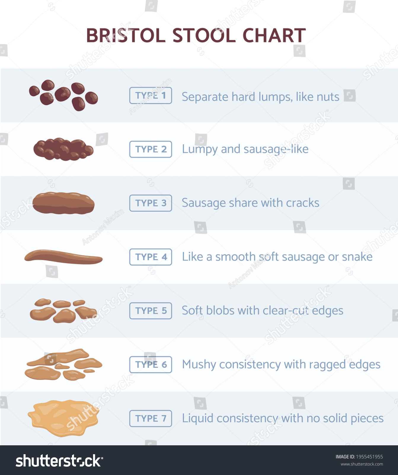 Bristol Stool Chart Faeces Type Classification Stock Vector (Royalty ...