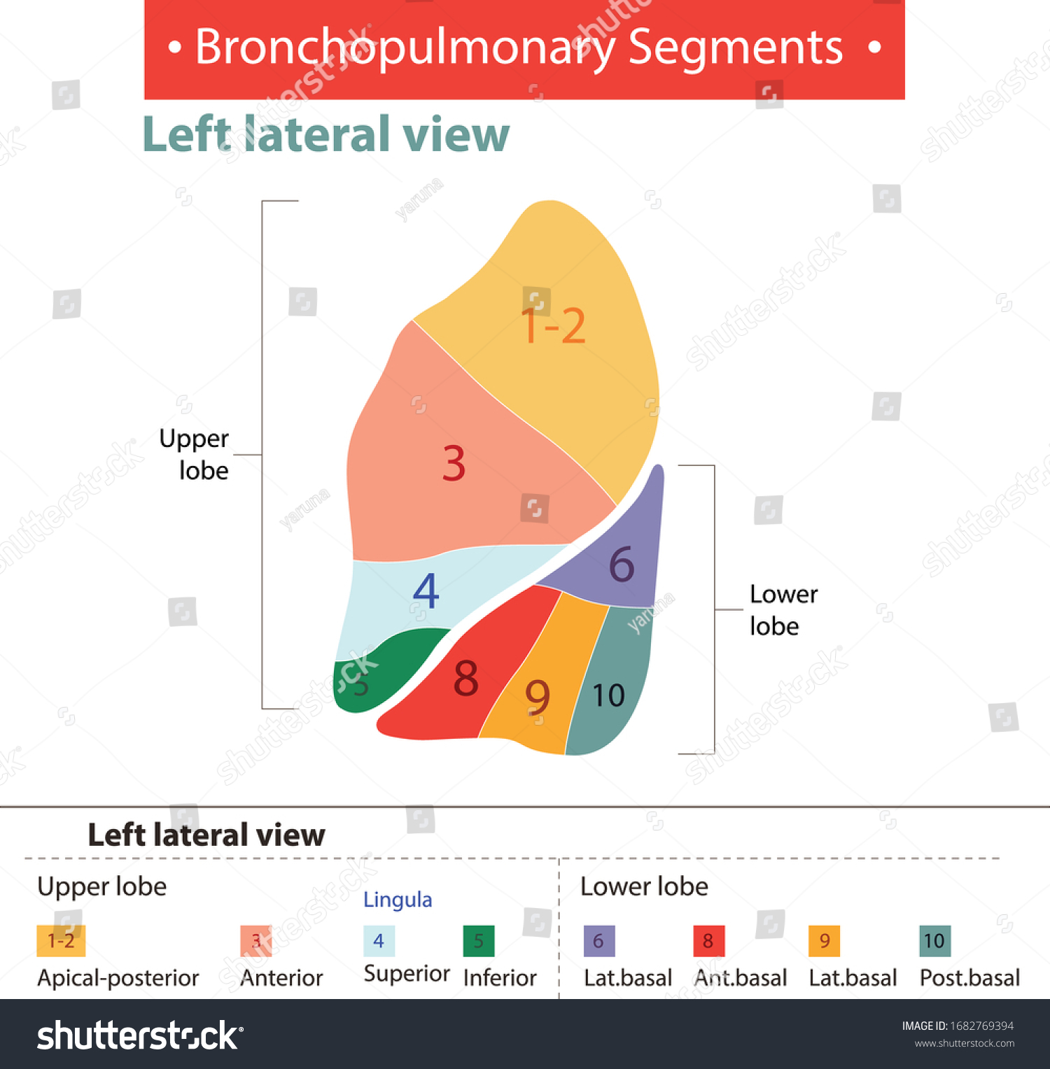 Bronchopulmonary Segments Left Lateral View Stock Vector (Royalty Free ...