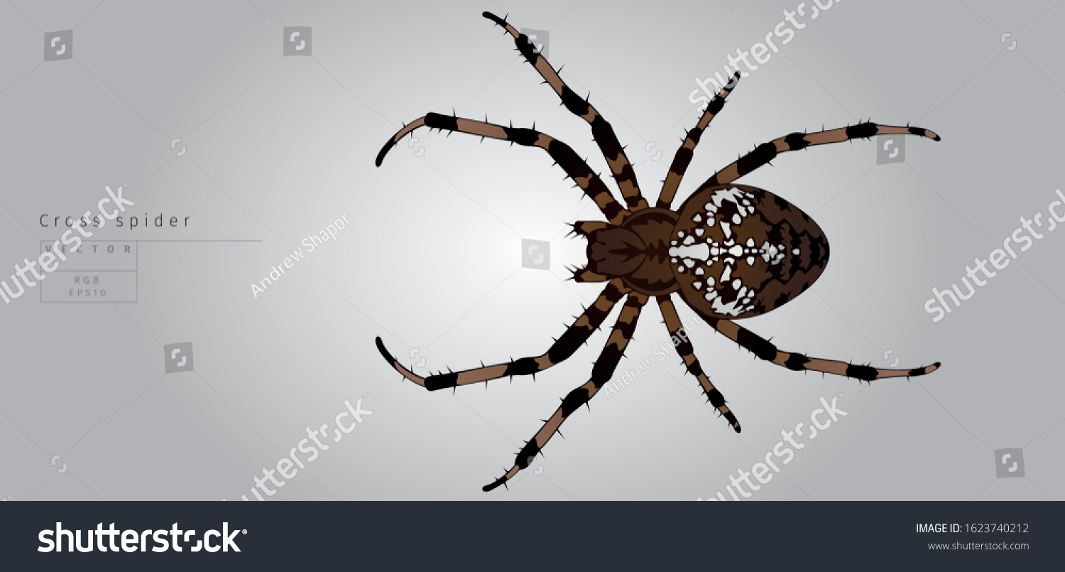 Brown Cross Spider Vector Illustration Stock Vector (Royalty Free ...