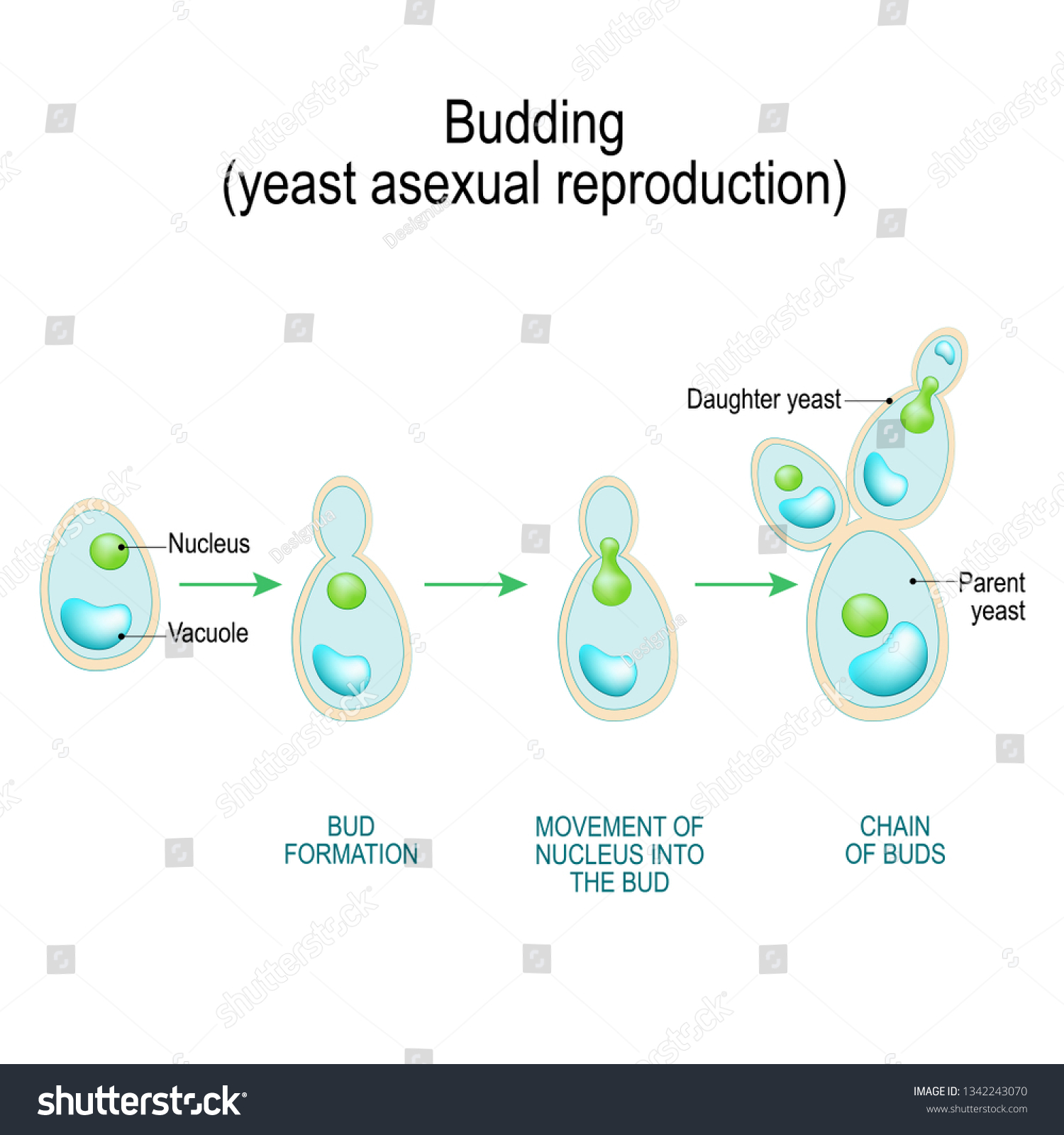 Budding Asexual Reproduction Yeast Cell Cross Stock Vector Royalty