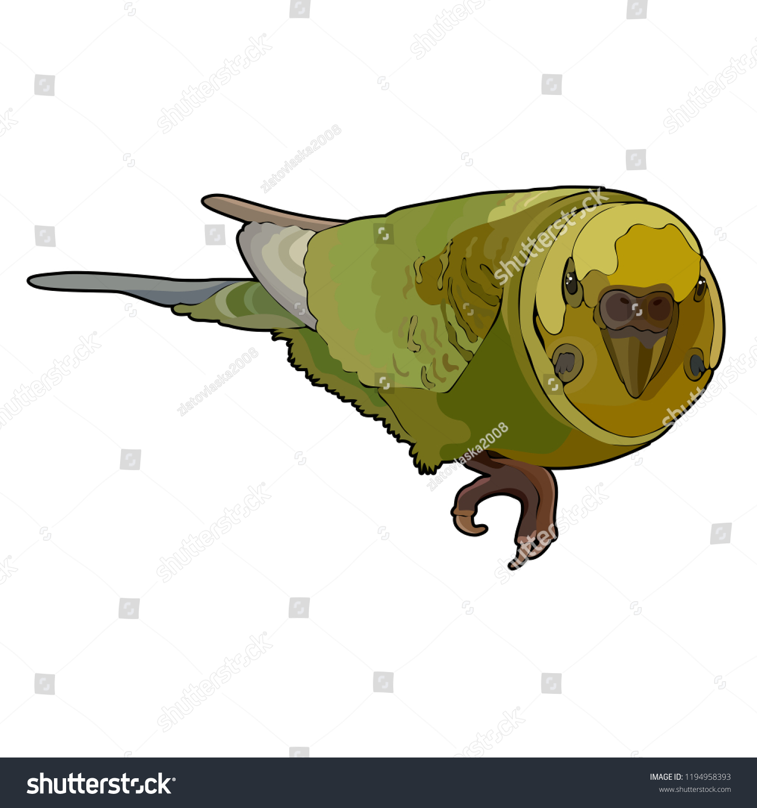Budgerigar Vector Isolated Elements On White Stock Vector (Royalty Free ...