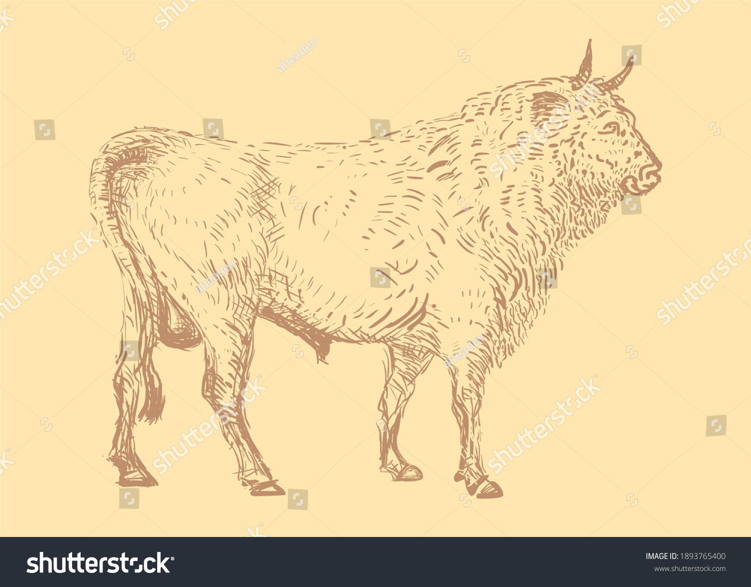 Bull Vector Illustration Side View Stock Vector (Royalty Free) 1893765400