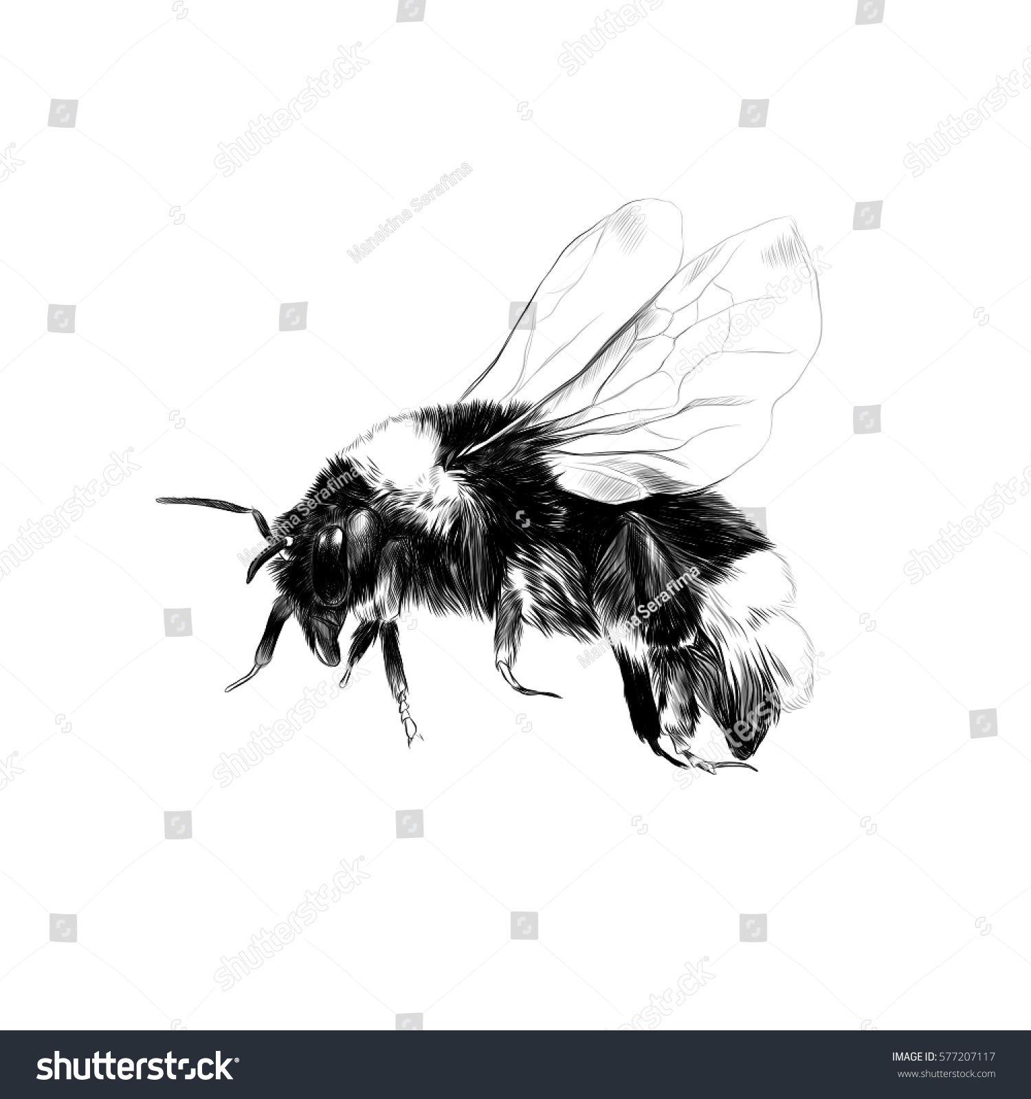 Bumblebee Flight Sketch Vector Stock Vector (Royalty Free) 577207117