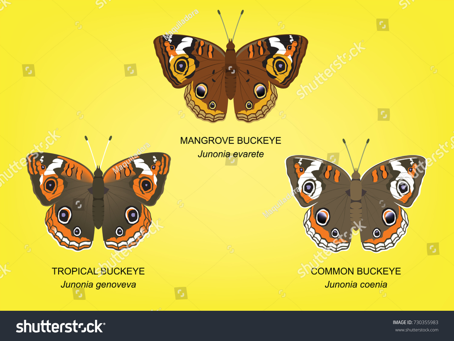 894 Common buckeye butterfly Images, Stock Photos & Vectors | Shutterstock