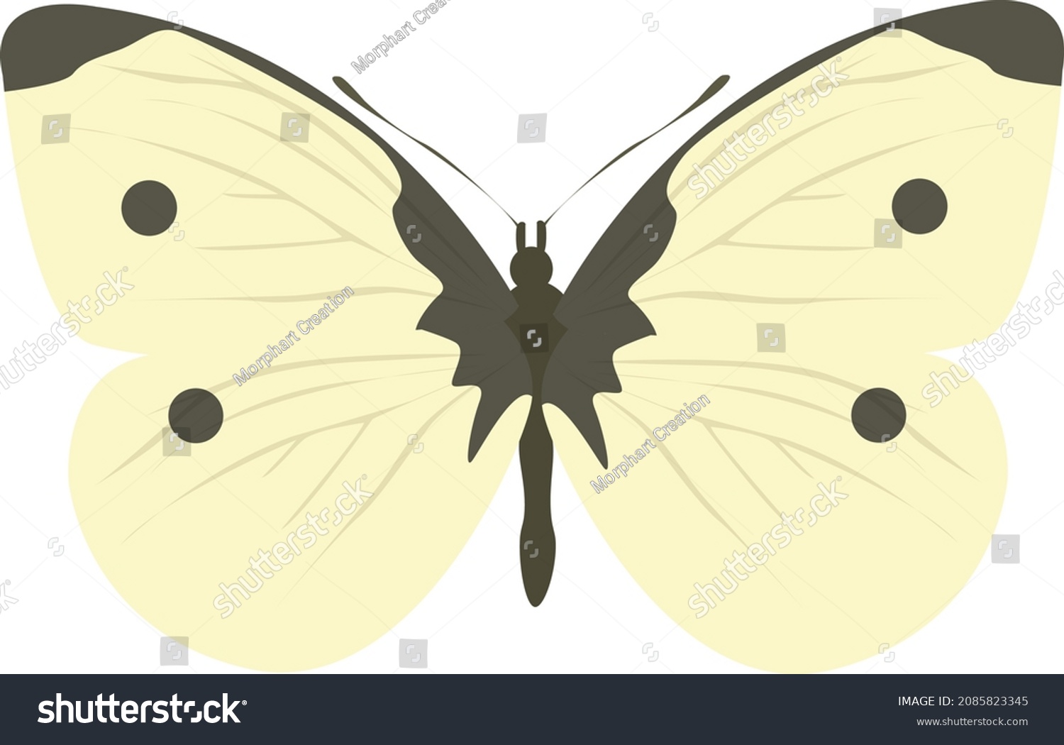 568 Cabbage white butterfly Stock Illustrations, Images & Vectors ...