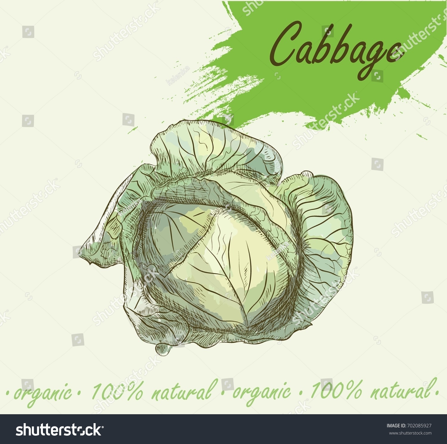 Cabbage Detailed Vector Illustration Stock Vector (Royalty Free ...