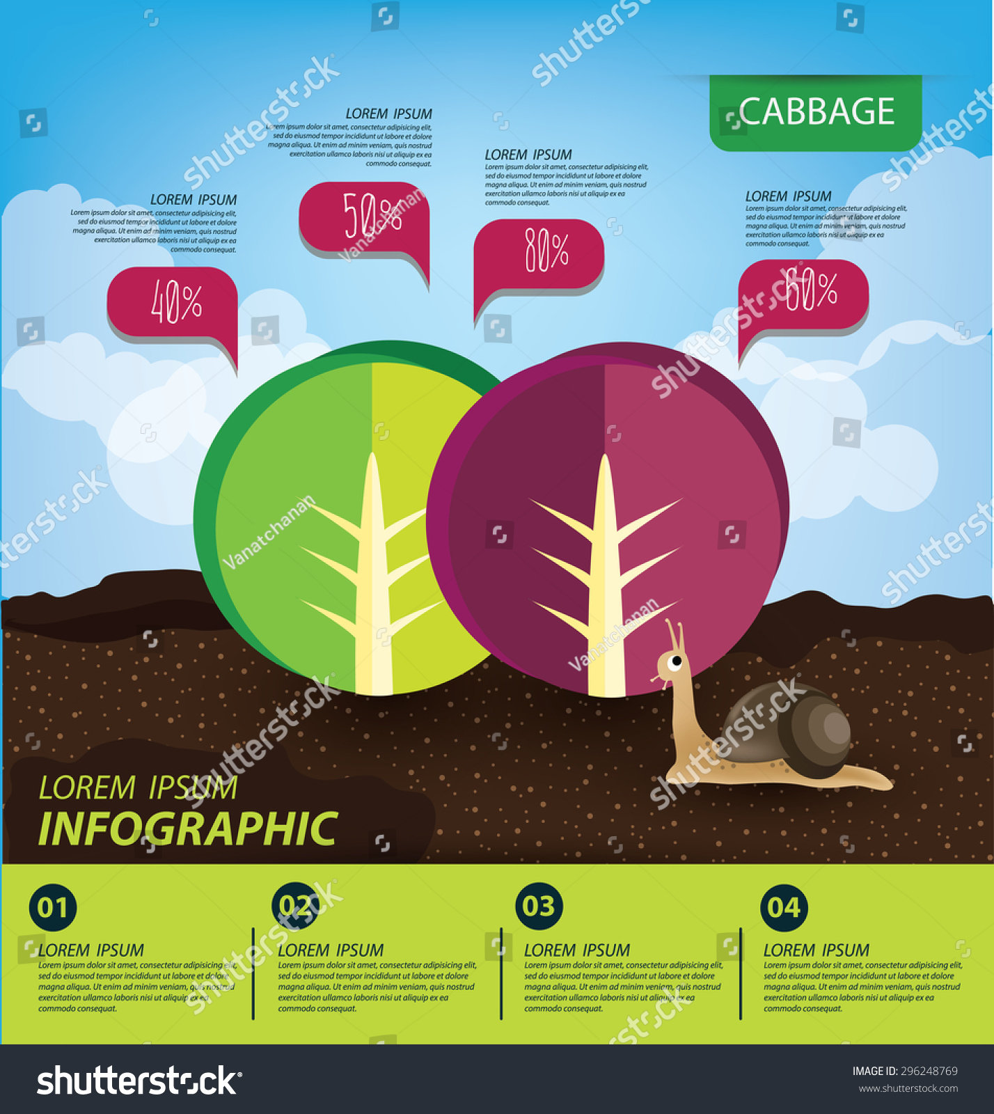 Cabbage Infographics Vegetables Vector Illustration Stock Vector ...