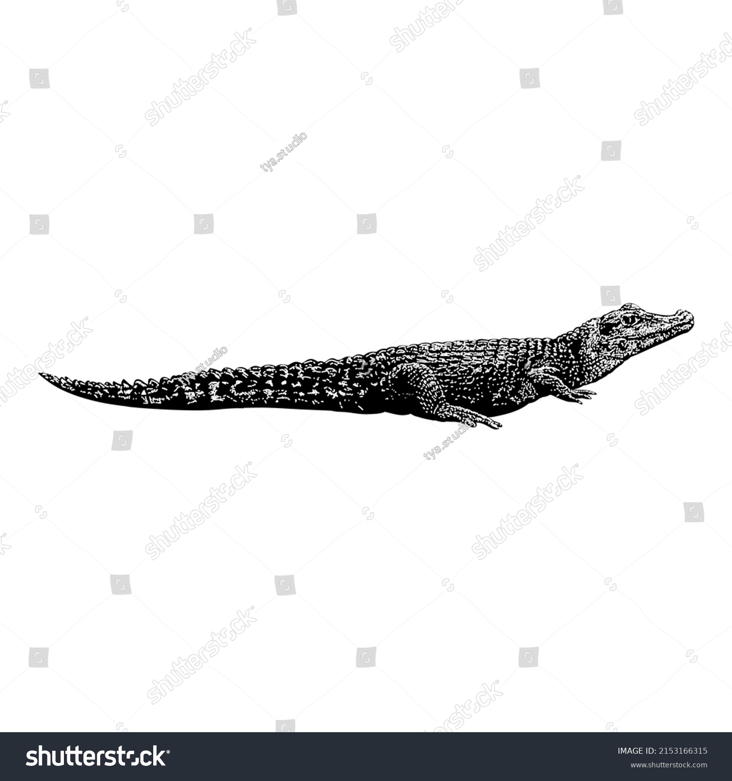 Caiman Hand Drawing Vector Illustration Isolated Stock Vector (Royalty ...
