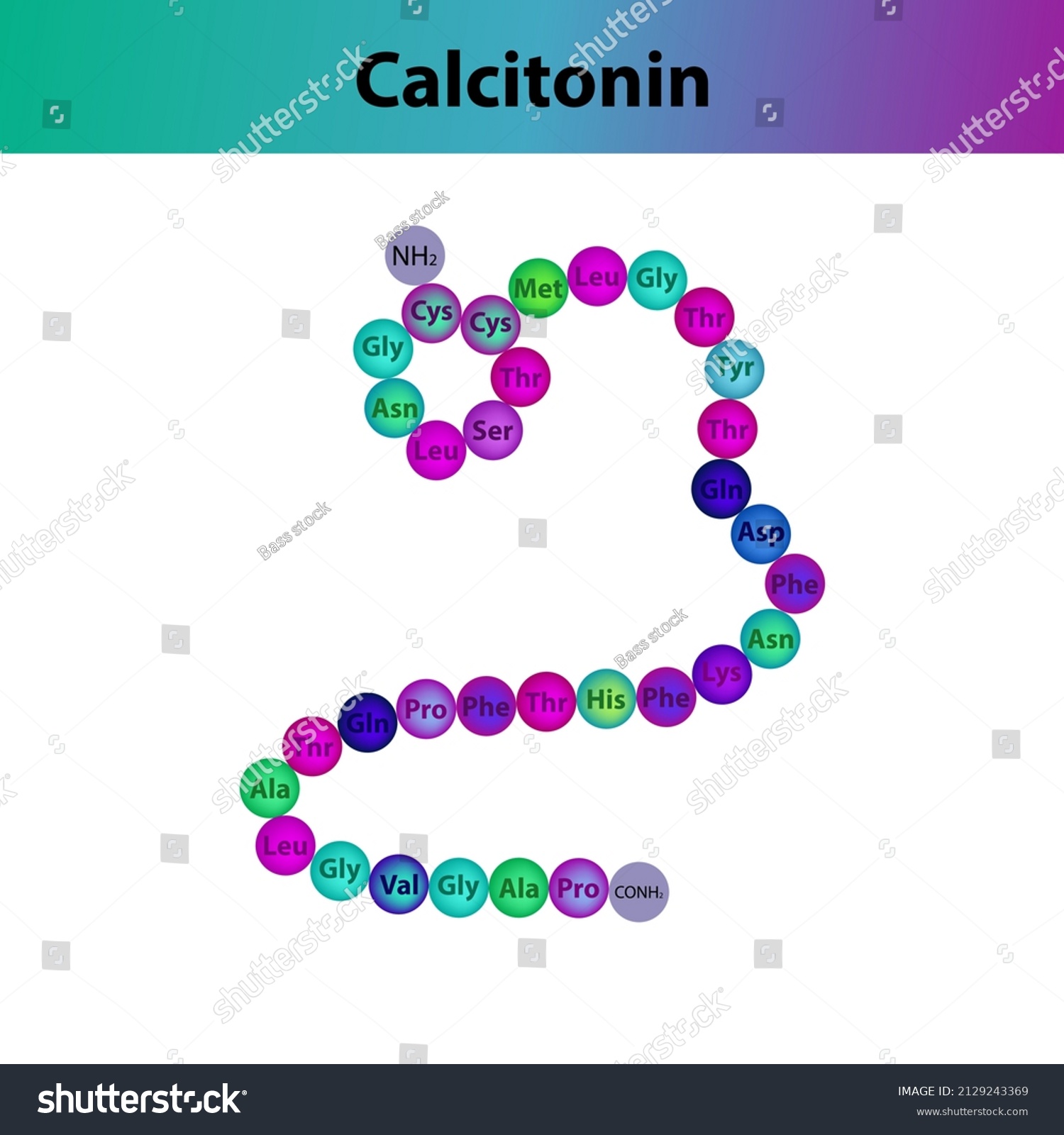 Calcitonin Hormone Peptide Primary Structure Biomolecule Stock Vector ... Calcitonin Hormone Peptide Primary Structure Biomolecule Stock Vector ...