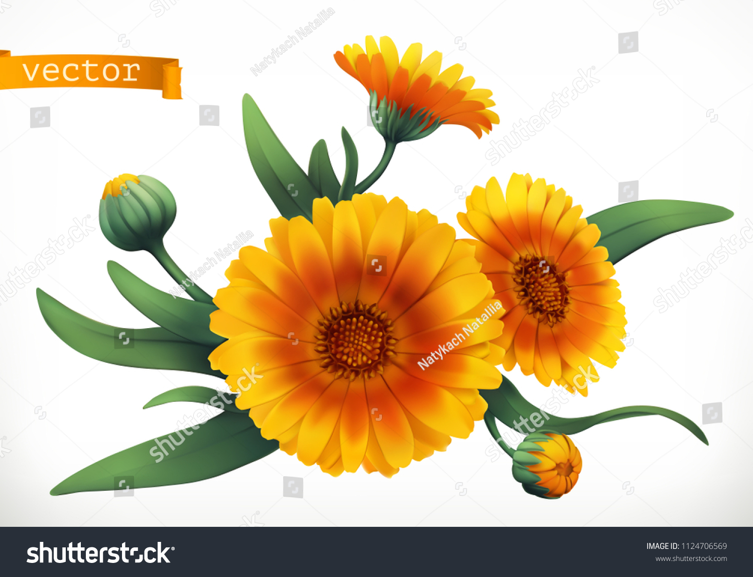6,440 Calendula flower Stock Vectors, Images & Vector Art | Shutterstock