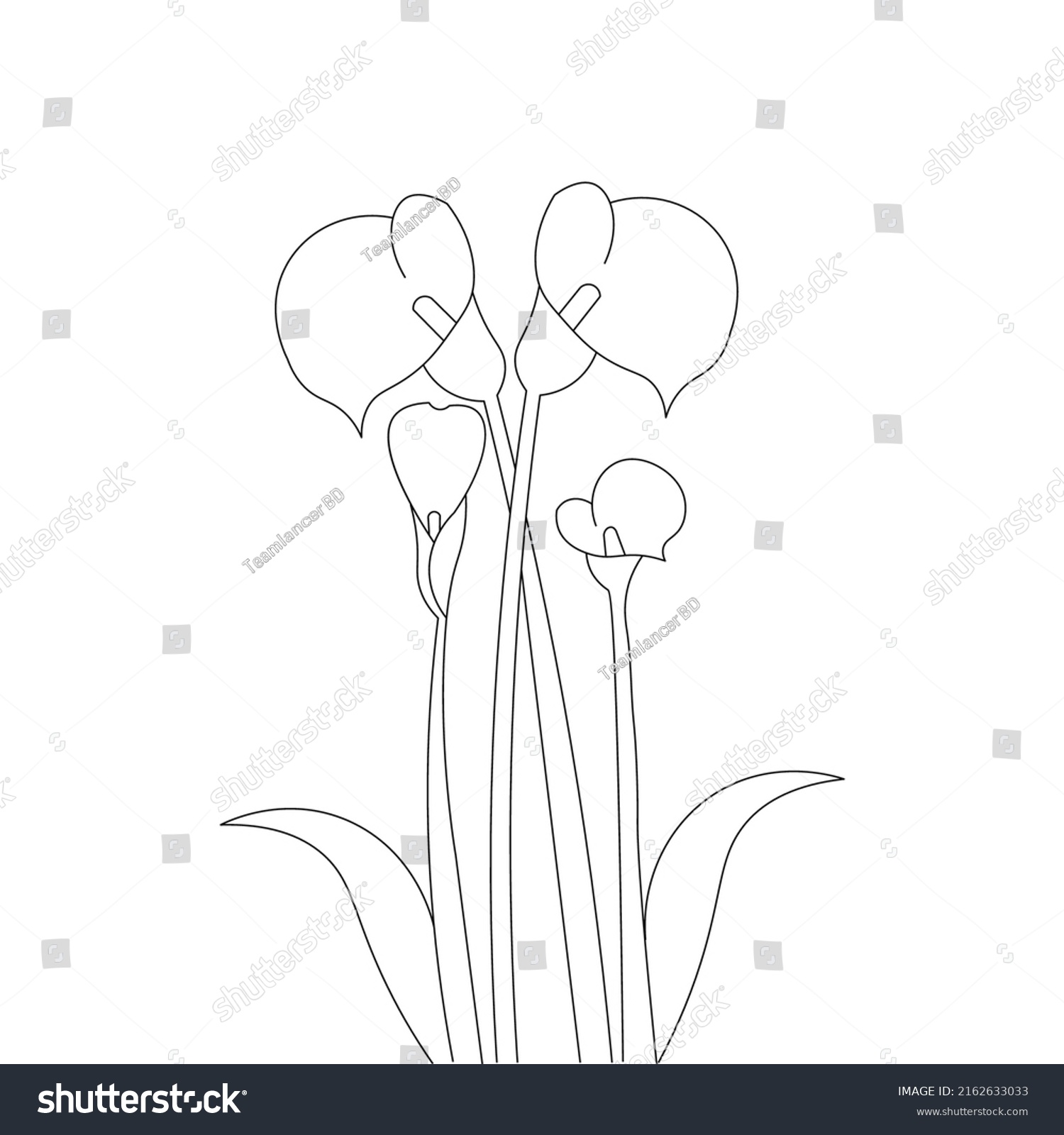 Calla Lily Flower Coloring Book Page Stock Vector (Royalty Free ... Calla Lily Flower Coloring Book Page Stock Vector (Royalty Free ...