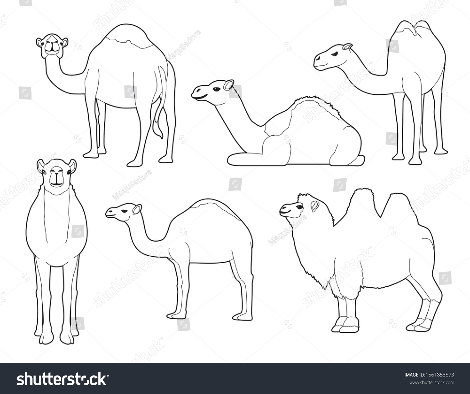 Camel Various Cartoon Vector Coloring Book Stock Vector (Royalty Free ...