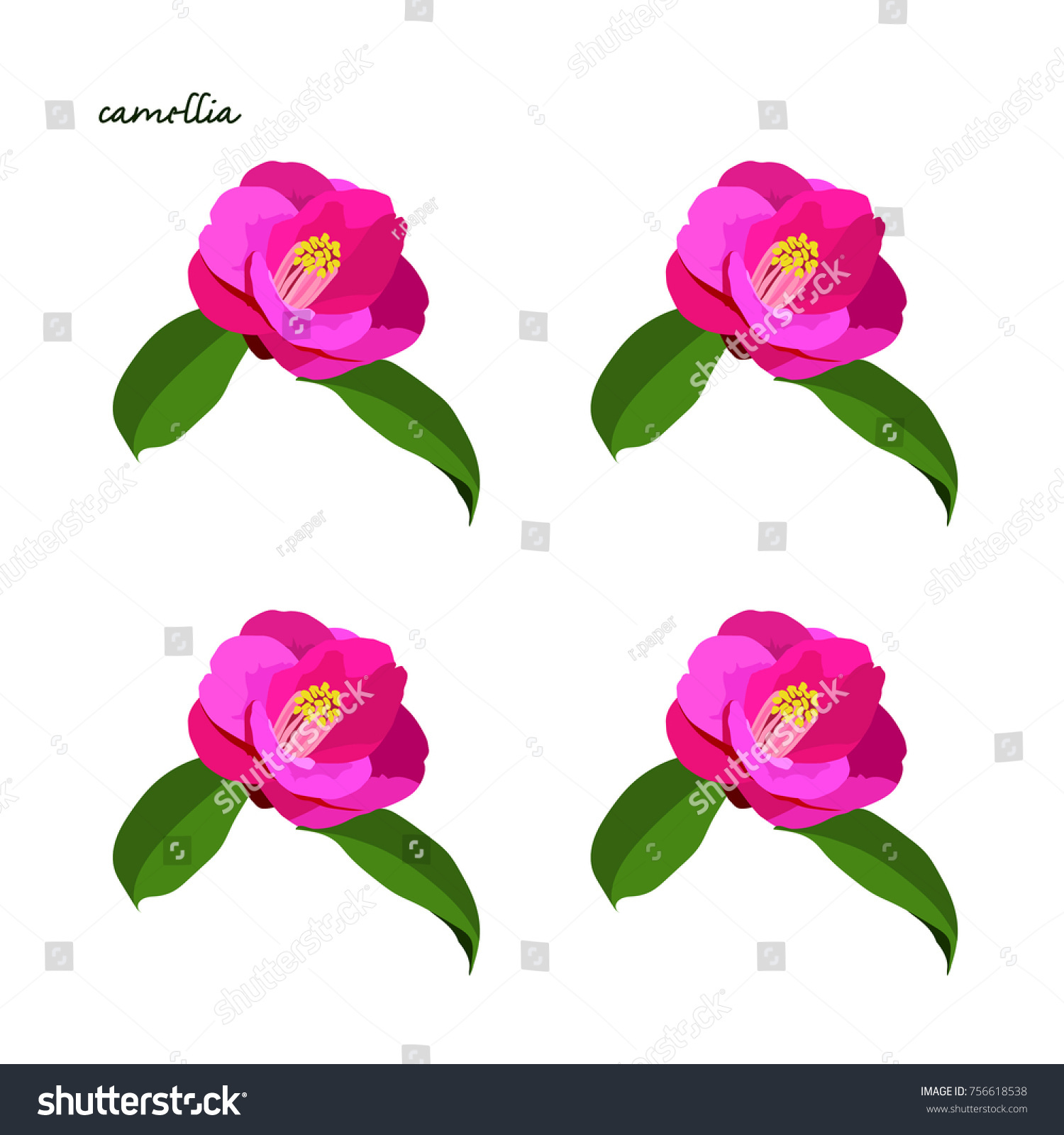 Camellia Flower Vector Image: vector de stock (libre de regalías ...